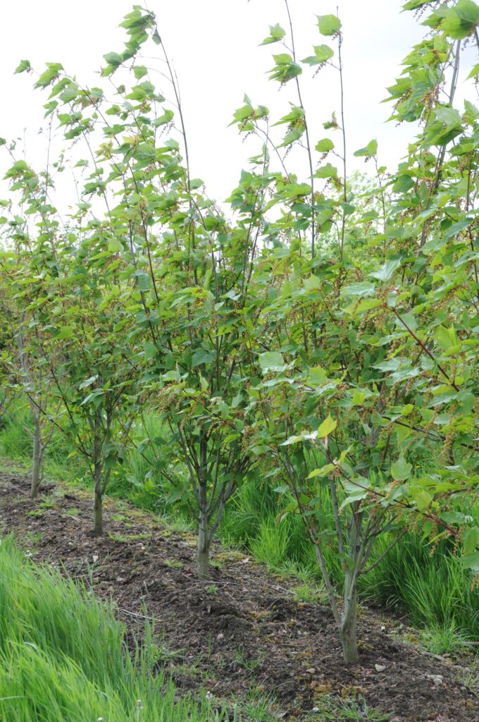Acer davidii Viper - Boomkwekerij De Bruyn