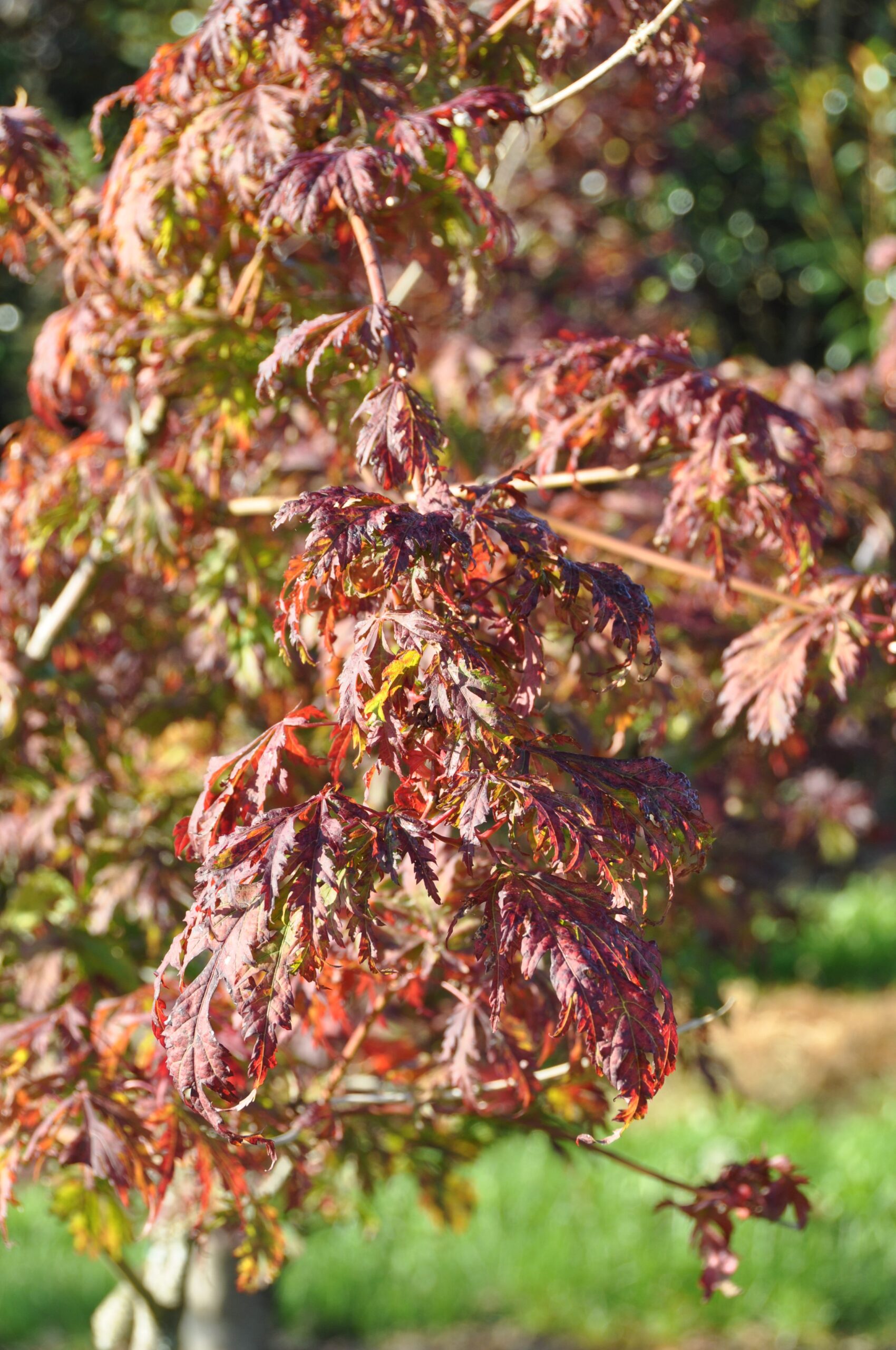Fagus sylvatica - Boomkwekerij De Bruyn