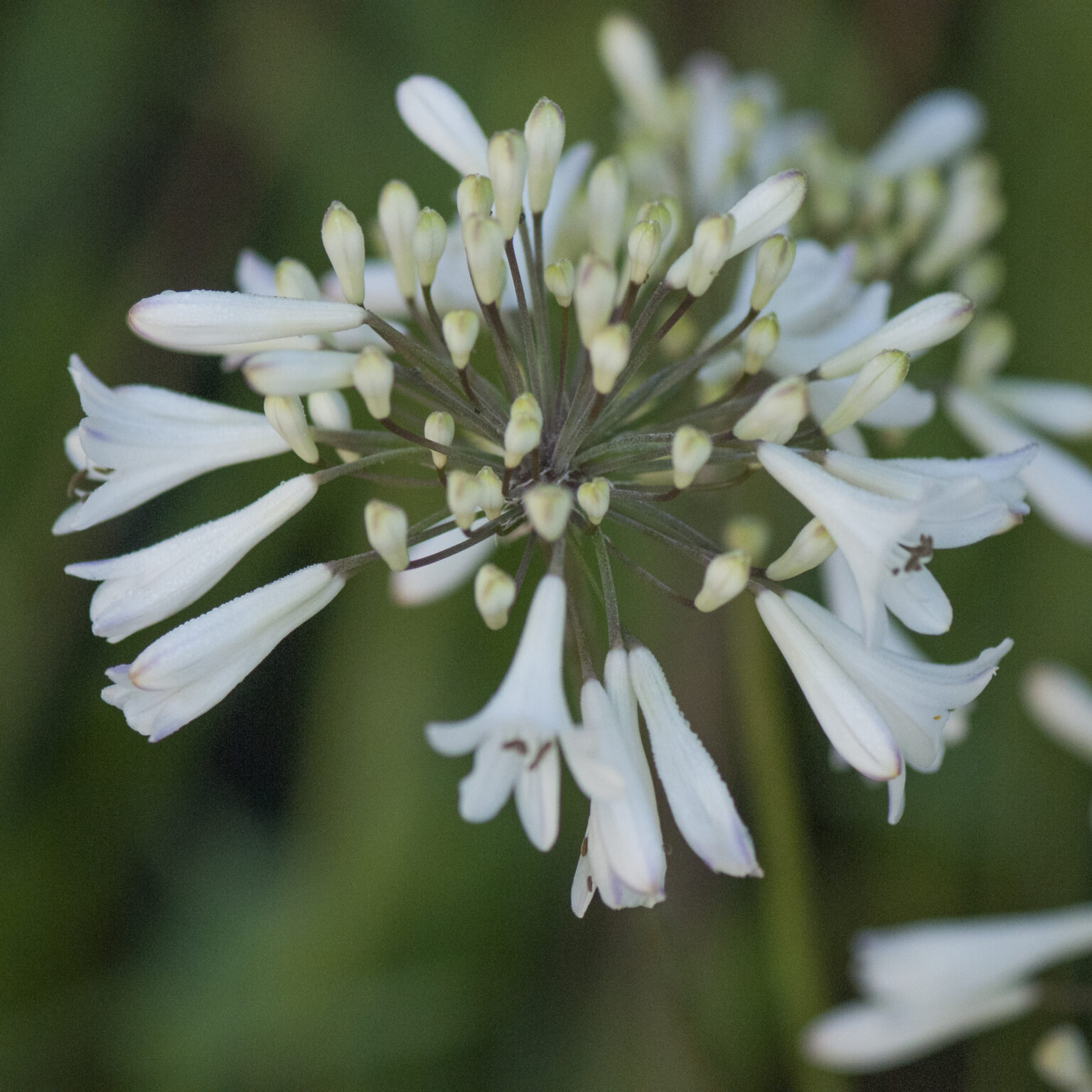 Agapanthus africanus 'Albus' - Tree nursery De Bruyn