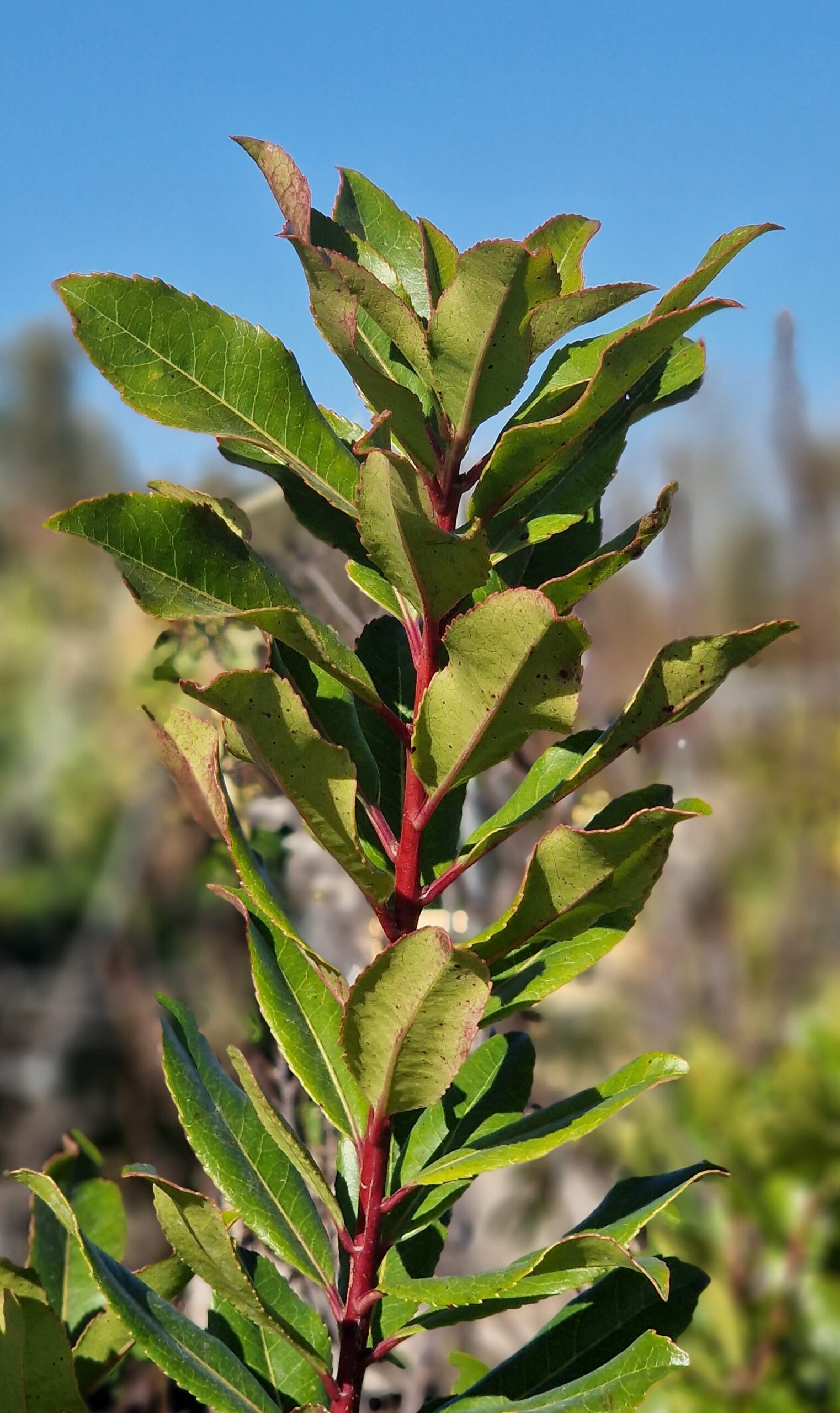 Arbutus unedo - Boomkwekerij De Bruyn