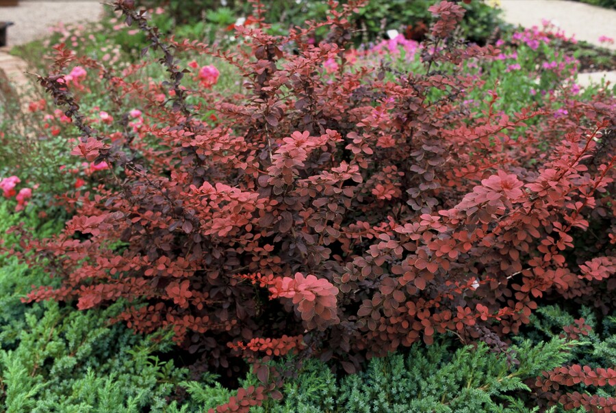 Berberis thunb. 'Atropurpurea' - Boomkwekerij De Bruyn