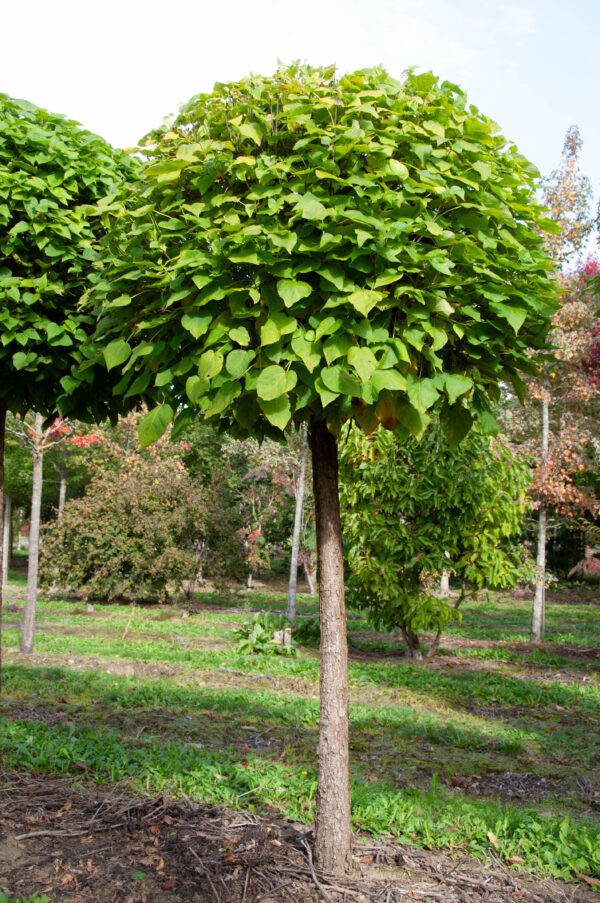 Catalpa bignonioides 'Nana' - Tree nursery De Bruyn