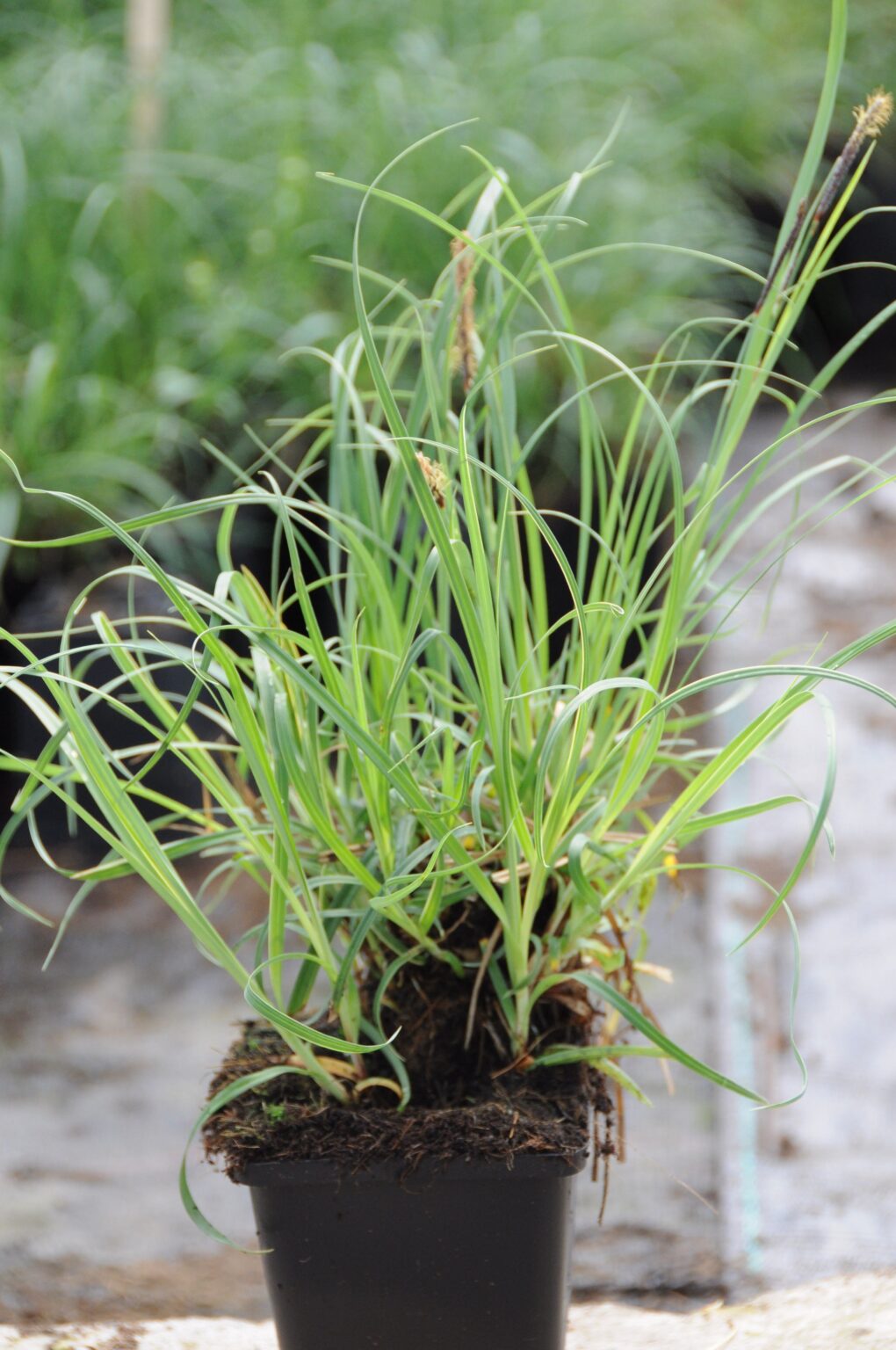 Carex flacca 'Buis' - Tree nursery De Bruyn