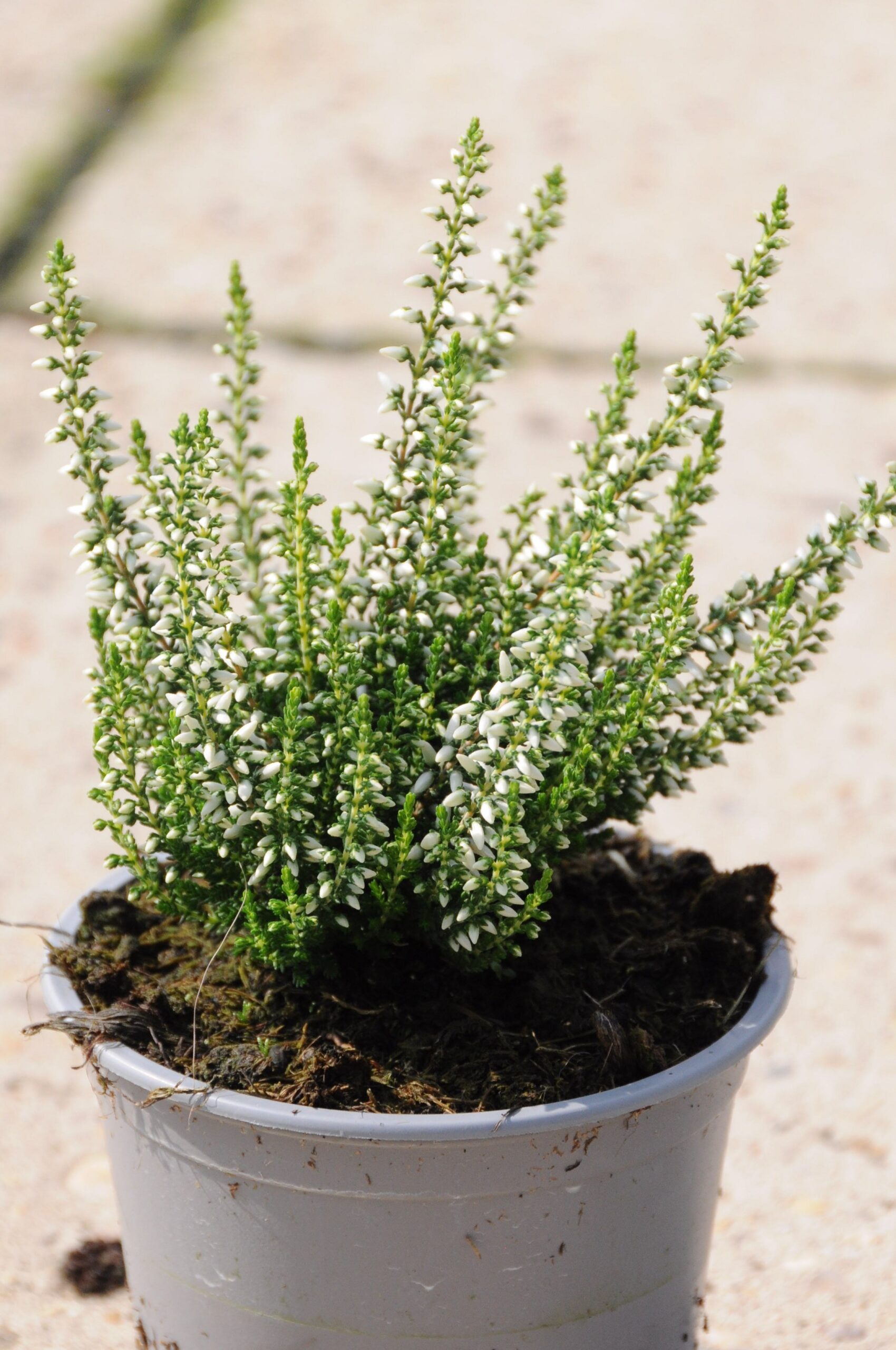 Calluna v. 'Elisa' - Boomkwekerij De Bruyn