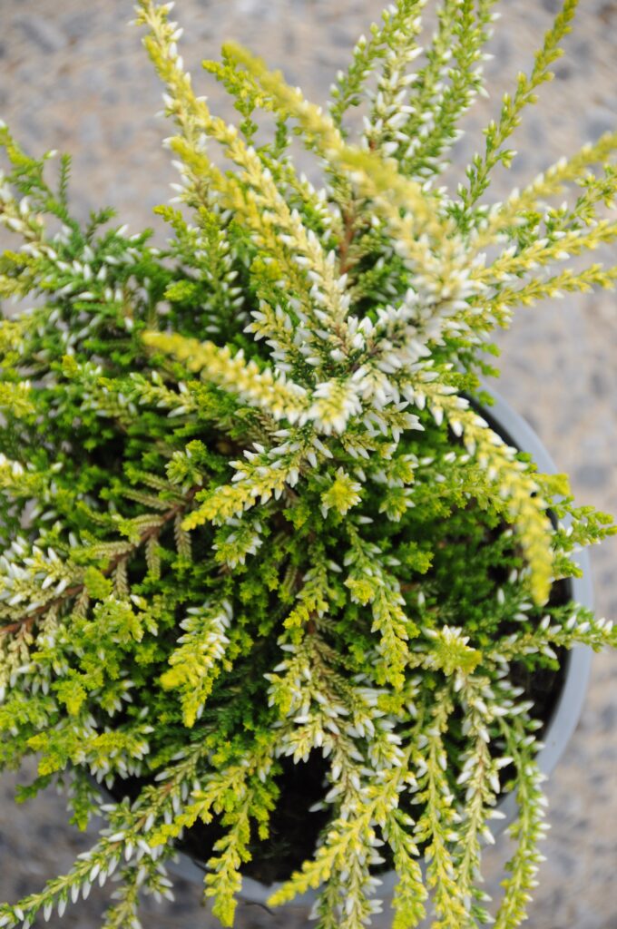 Calluna v. 'Sandy' - Boomkwekerij De Bruyn
