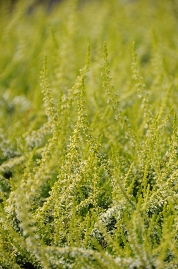 Calluna v. 'Sandy' - Boomkwekerij De Bruyn