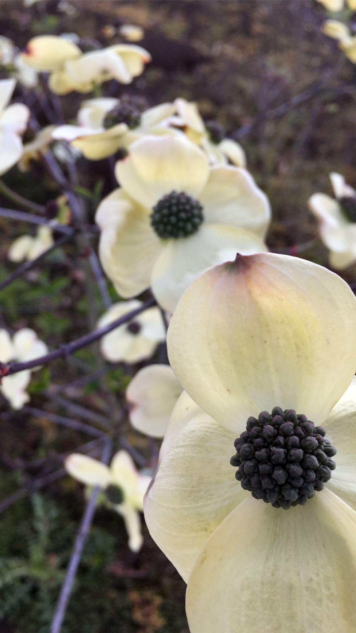 Cornus 'Ascona' - Boomkwekerij De Bruyn