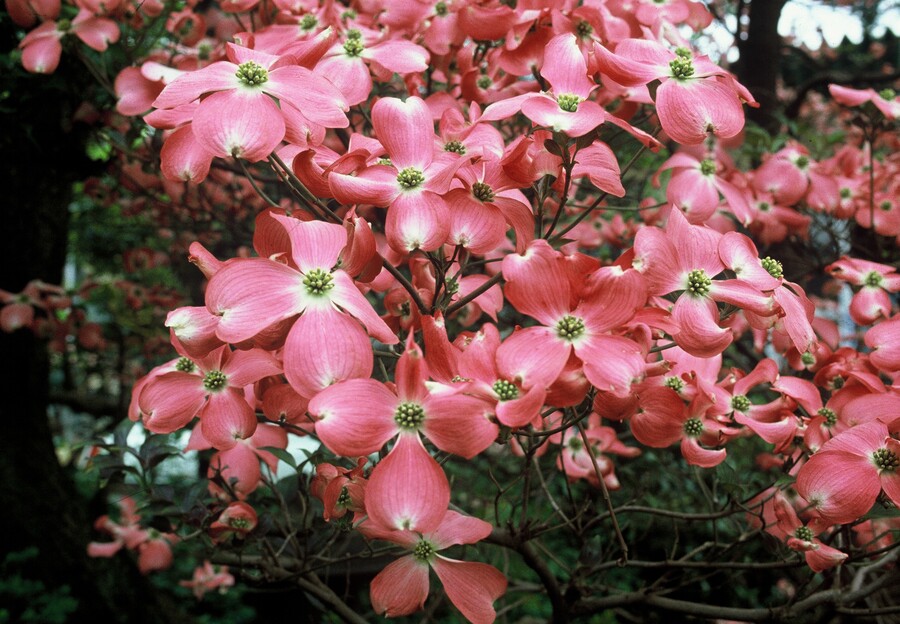 Cornus florida 'Red Giant' - Pépinière De Bruyn