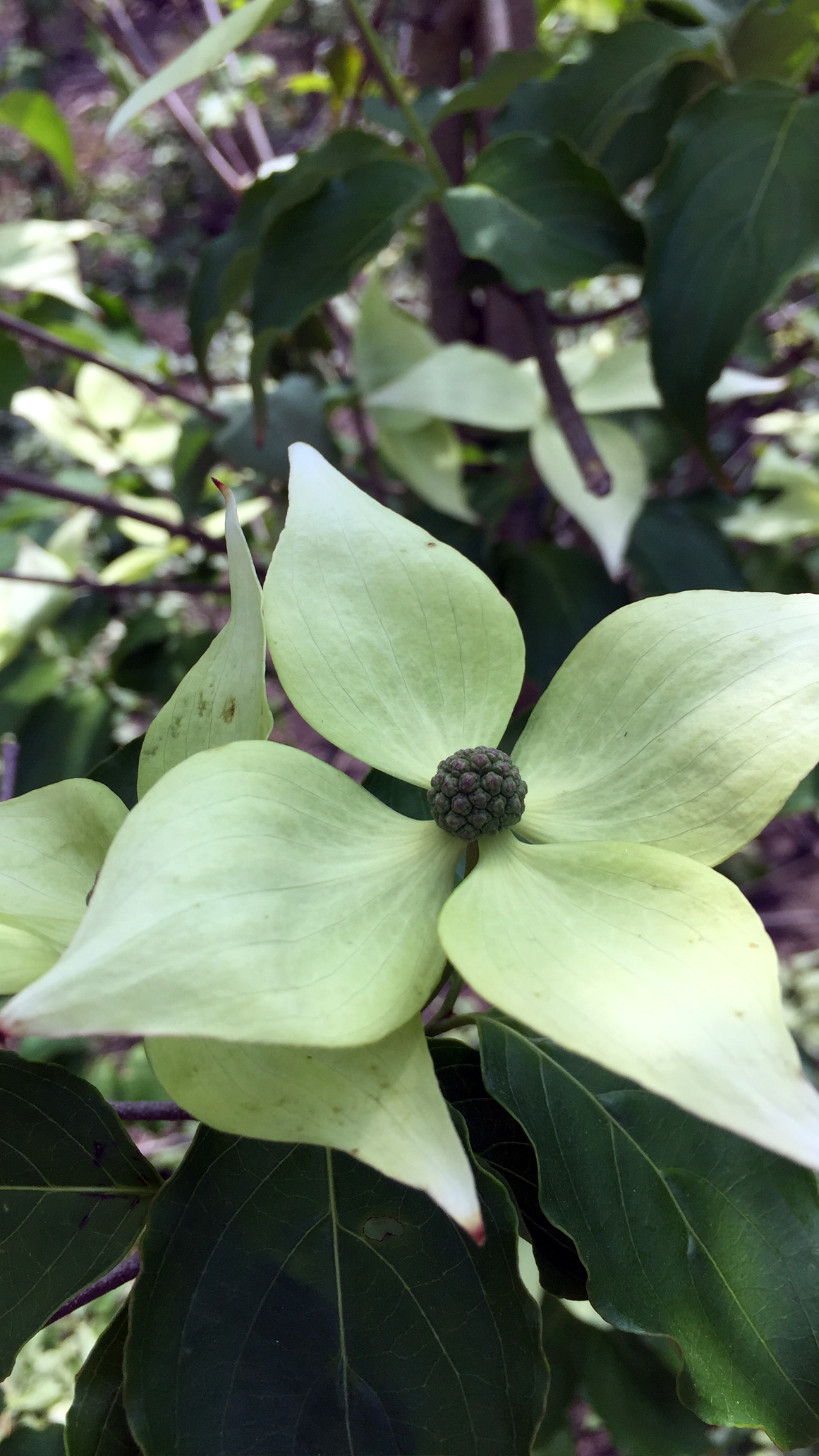 Cornus kousa 'Robert's Selectie' - Tree nursery De Bruyn