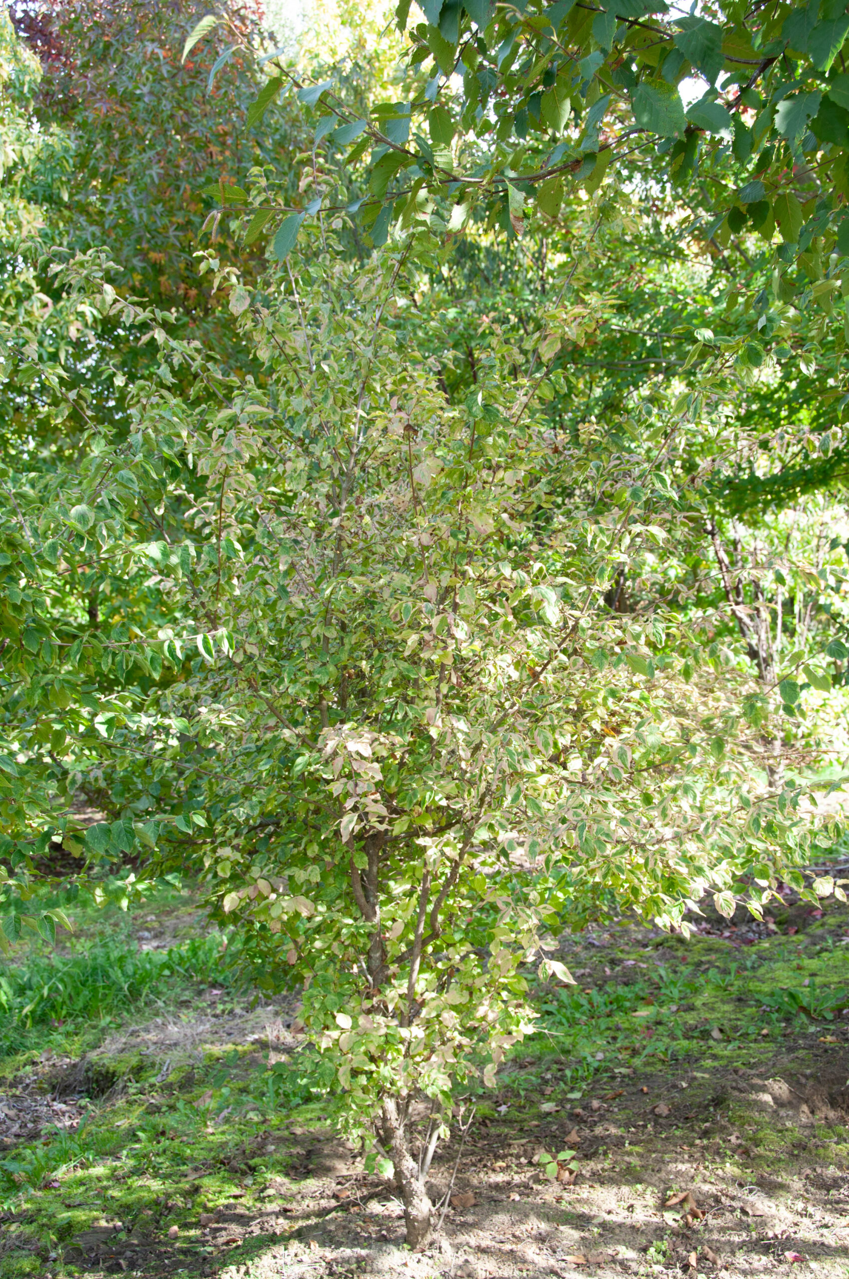Gymnocladus dioica - Boomkwekerij De Bruyn