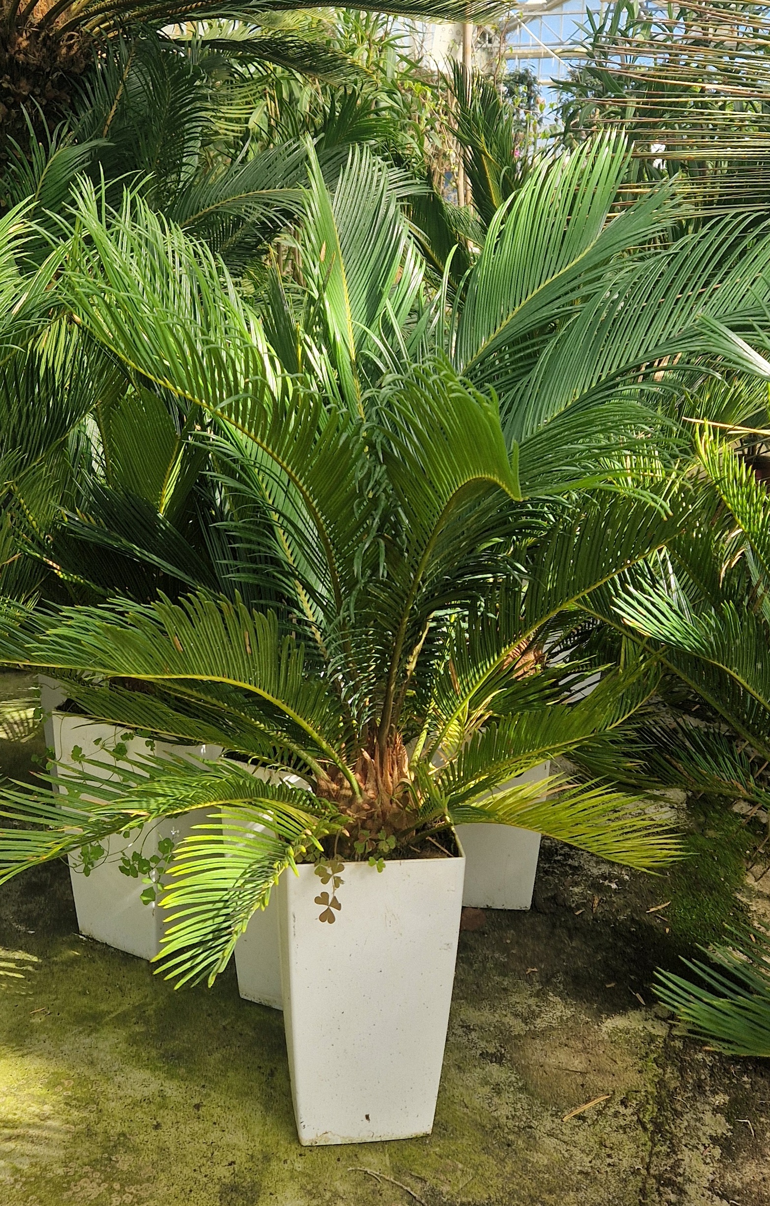 Cycas revoluta - Tree nursery De Bruyn