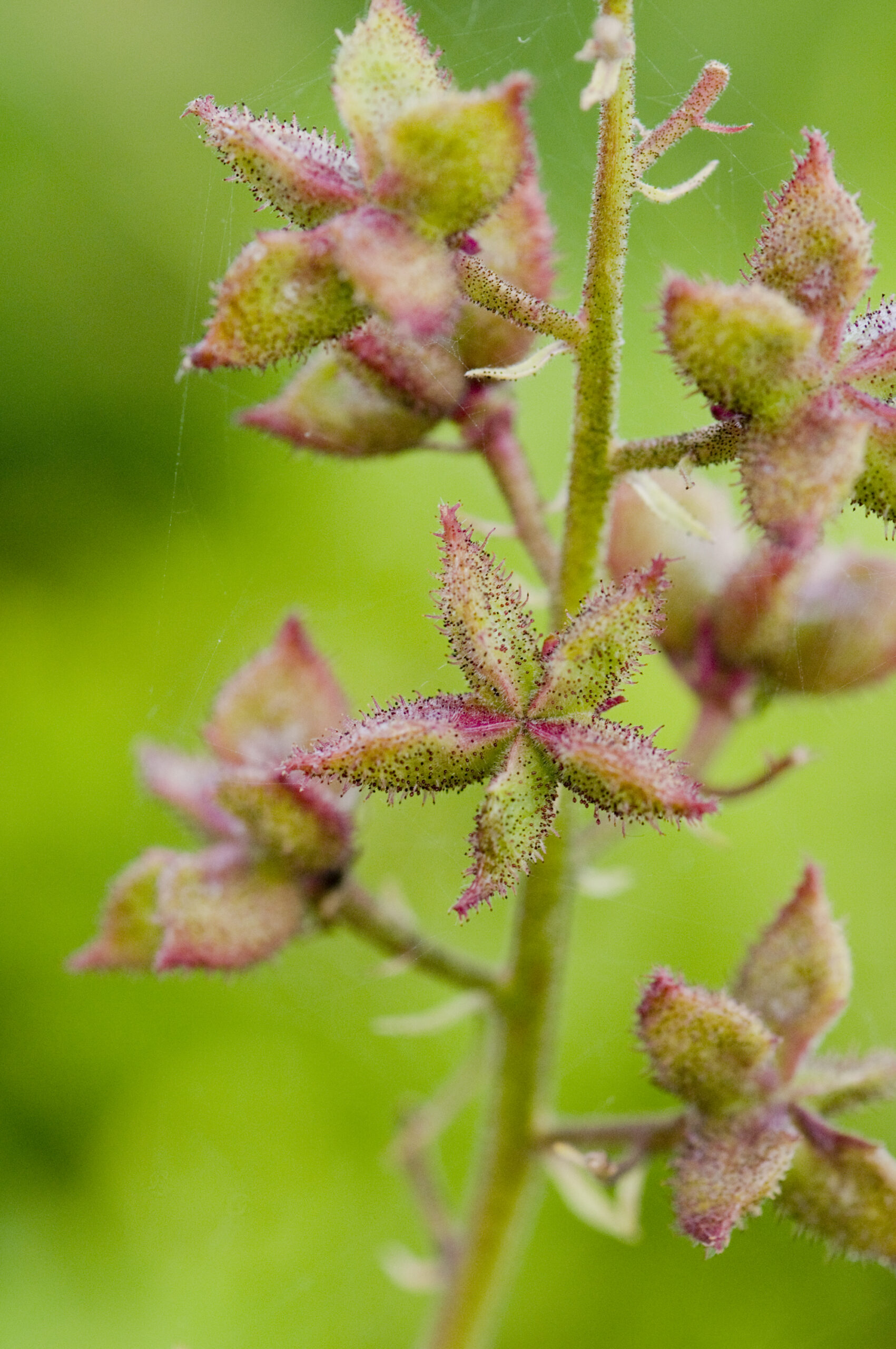 Dictamnus albus - Boomkwekerij De Bruyn