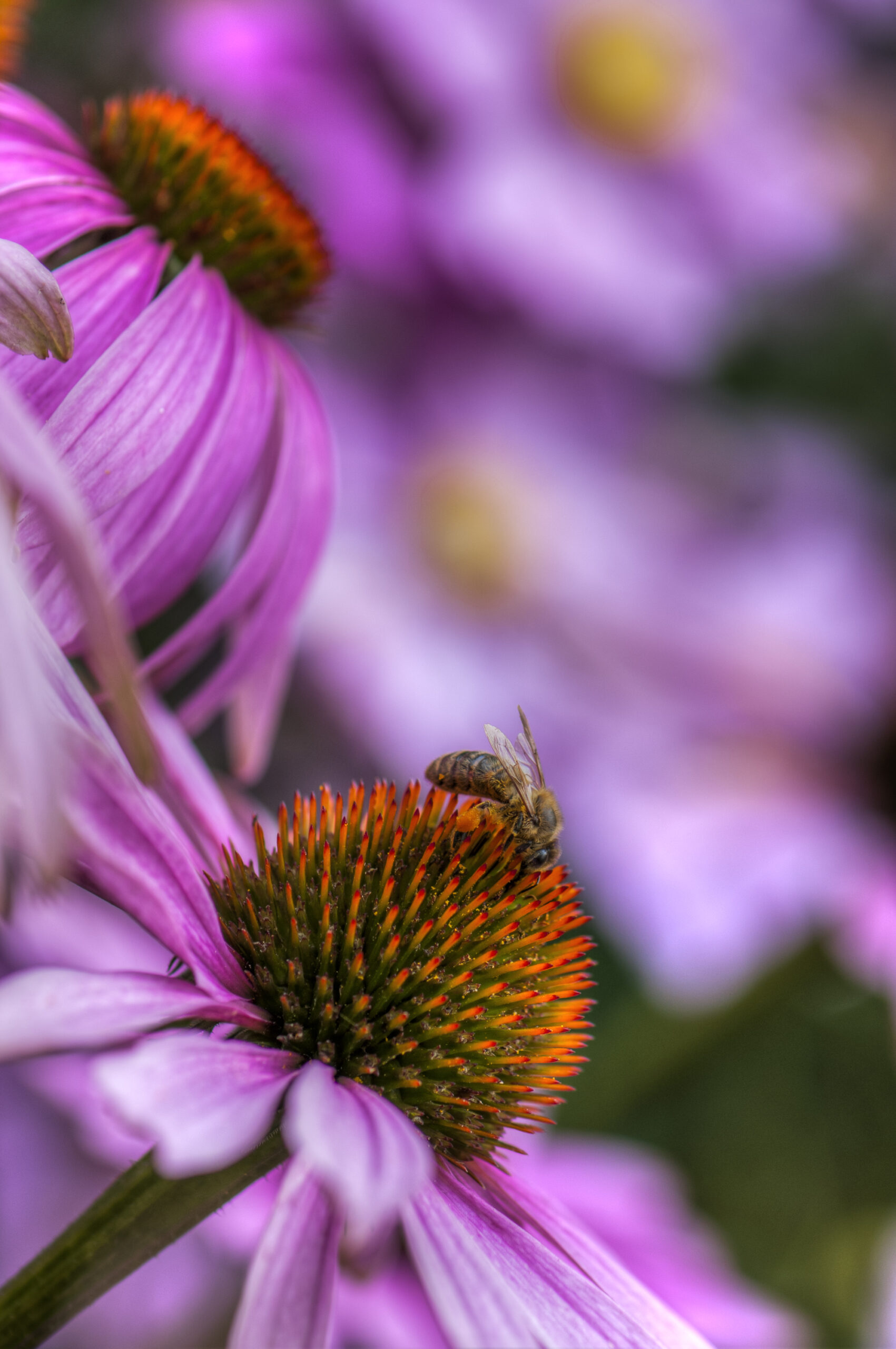 Echinacea purpurea - Boomkwekerij De Bruyn