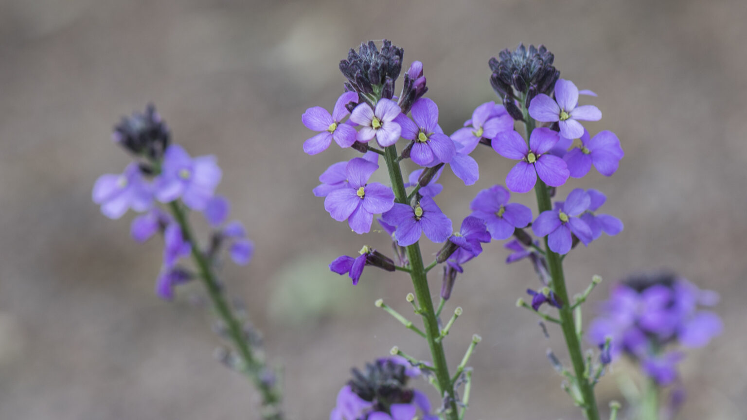 Erysimum 'Bowles' Mauve' - Tree nursery De Bruyn