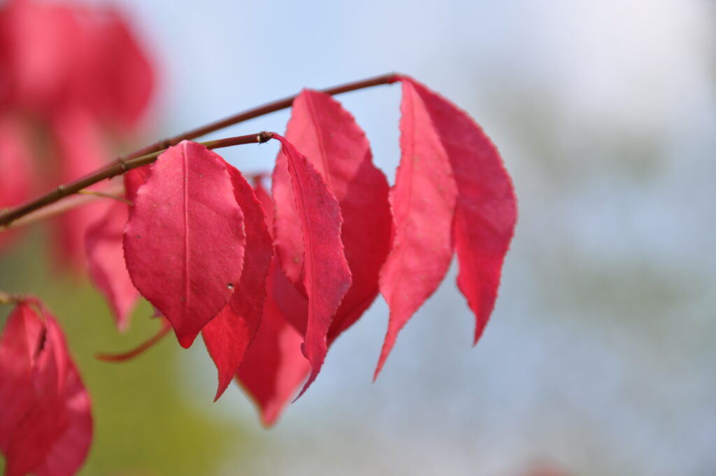 Euonymus alatus - Tree nursery De Bruyn