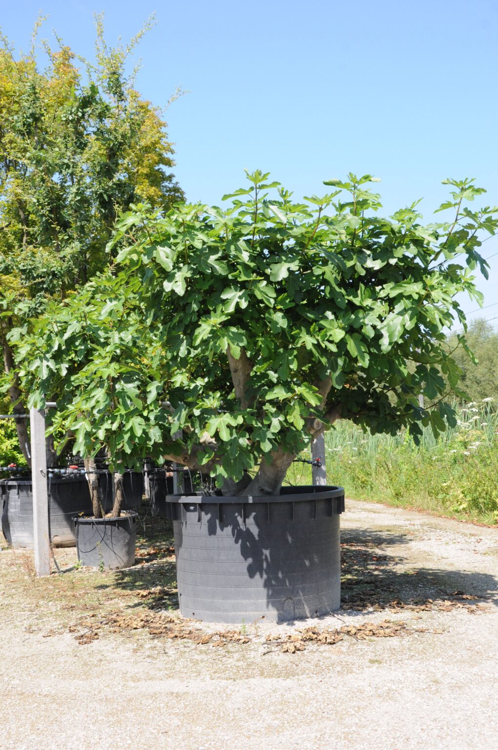 Ficus carica - Tree nursery De Bruyn