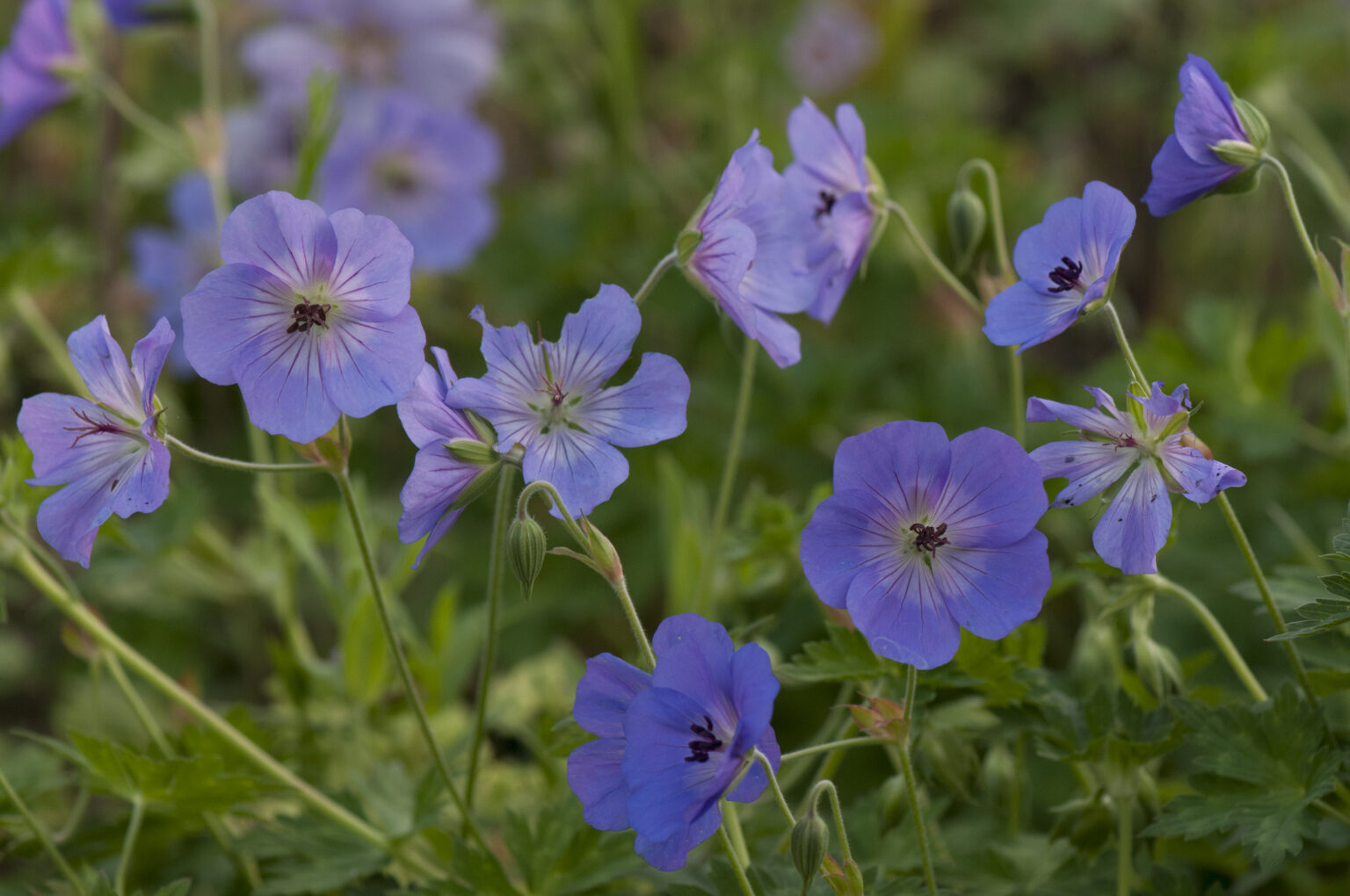 Geranium 'Azure Rush' - Tree nursery De Bruyn