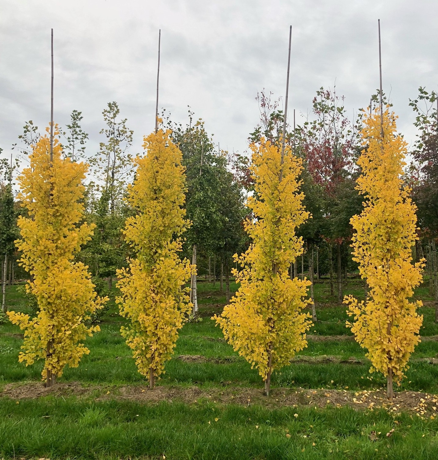 Ginkgo biloba 'Eiffel' - Boomkwekerij De Bruyn