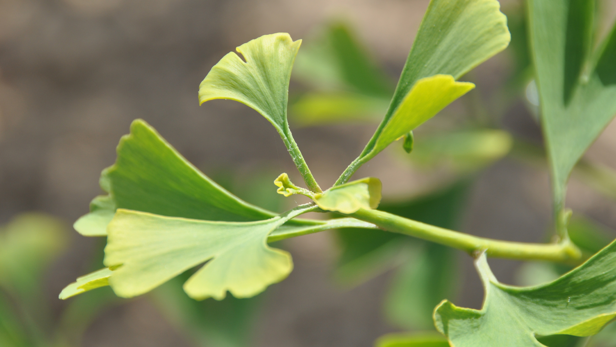 Ginkgo biloba 'Fastigiata' - Pépinière De Bruyn