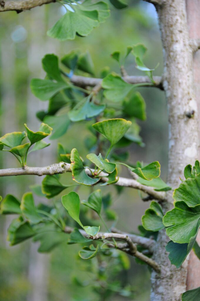 Ginkgo biloba 'Pendula' - Pépinière De Bruyn