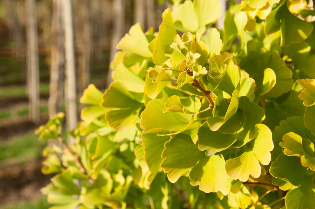 Ginkgo biloba 'Simon' - Boomkwekerij De Bruyn