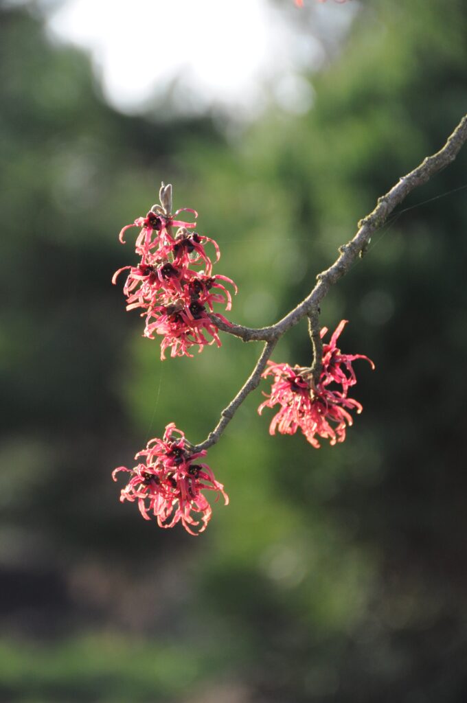 Hamamelis int. 'Diane' - Boomkwekerij De Bruyn