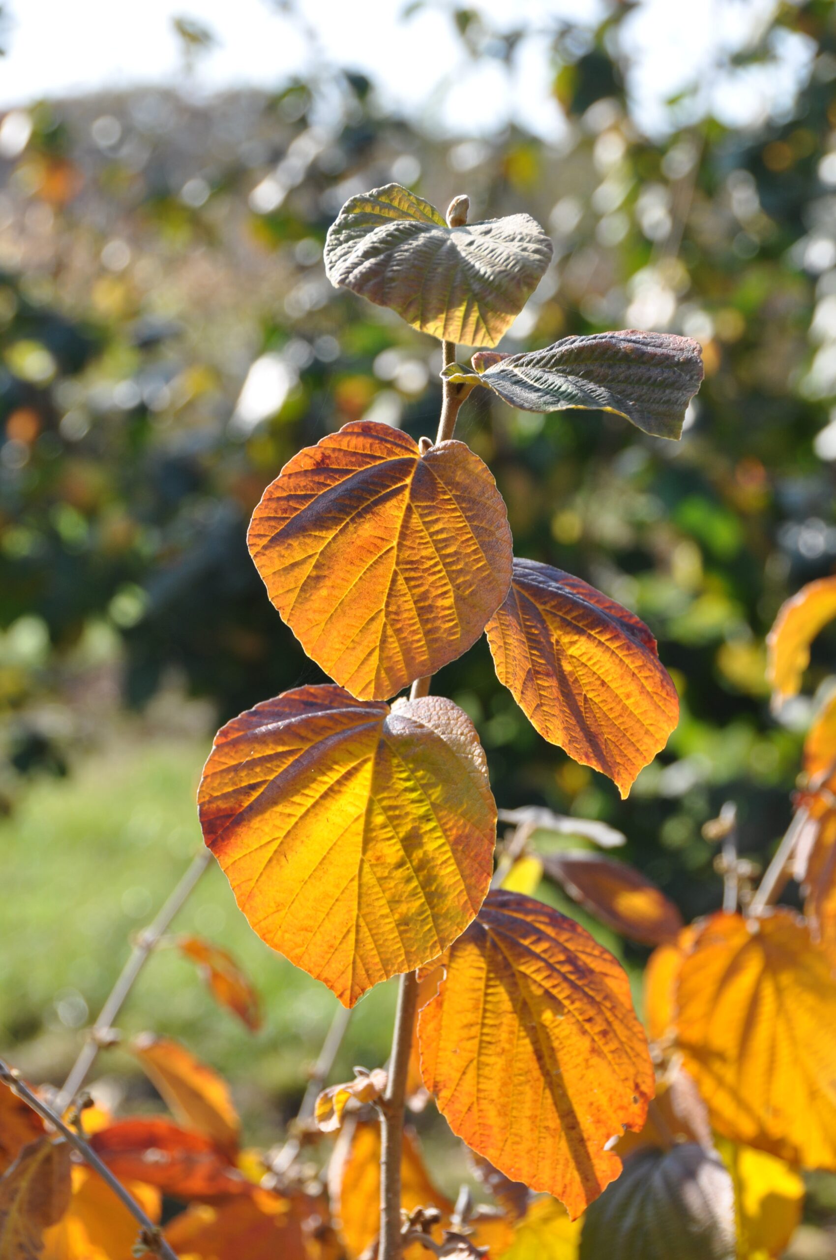 Hamamelis int. 'Orange Peel' - Boomkwekerij De Bruyn