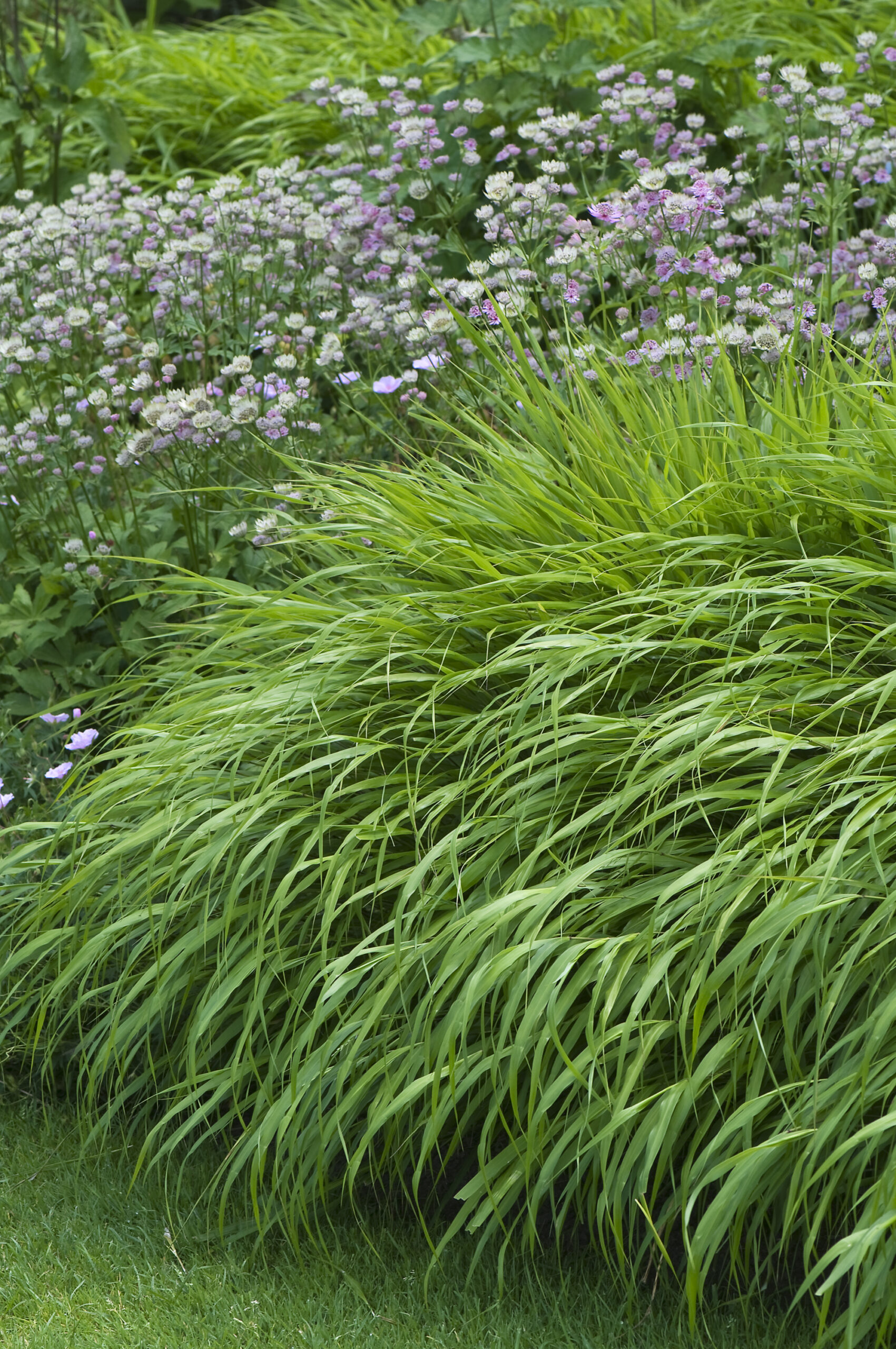 Hakonechloa macra - Boomkwekerij De Bruyn