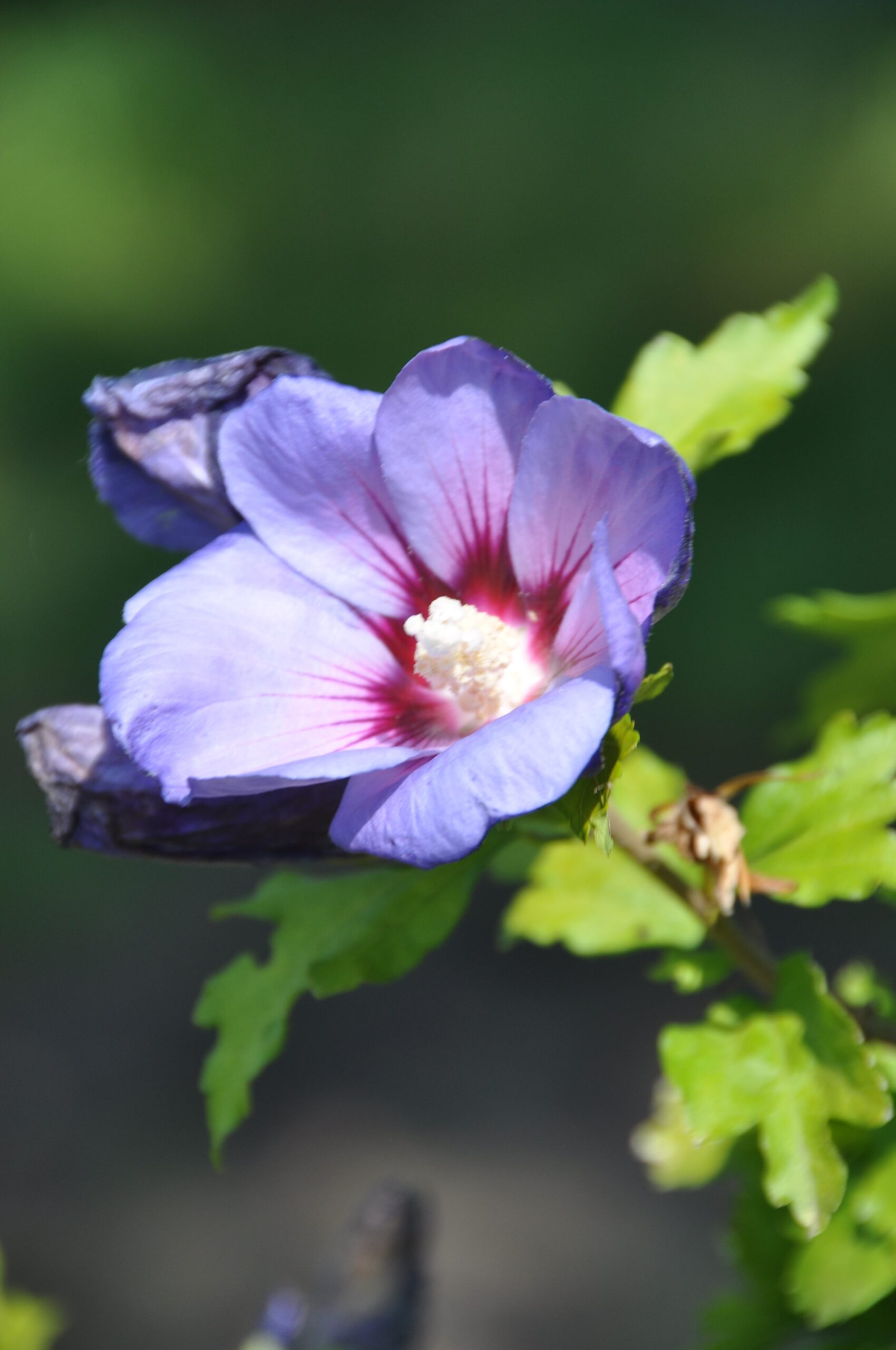 Parrotia persica - Boomkwekerij De Bruyn