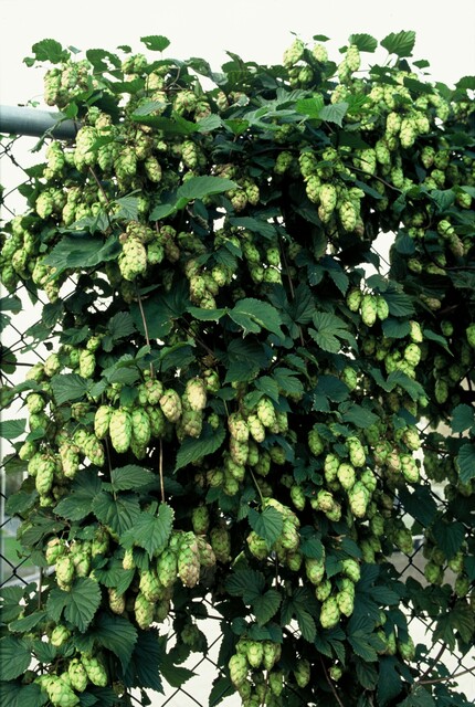 Humulus lupulus - Tree nursery De Bruyn