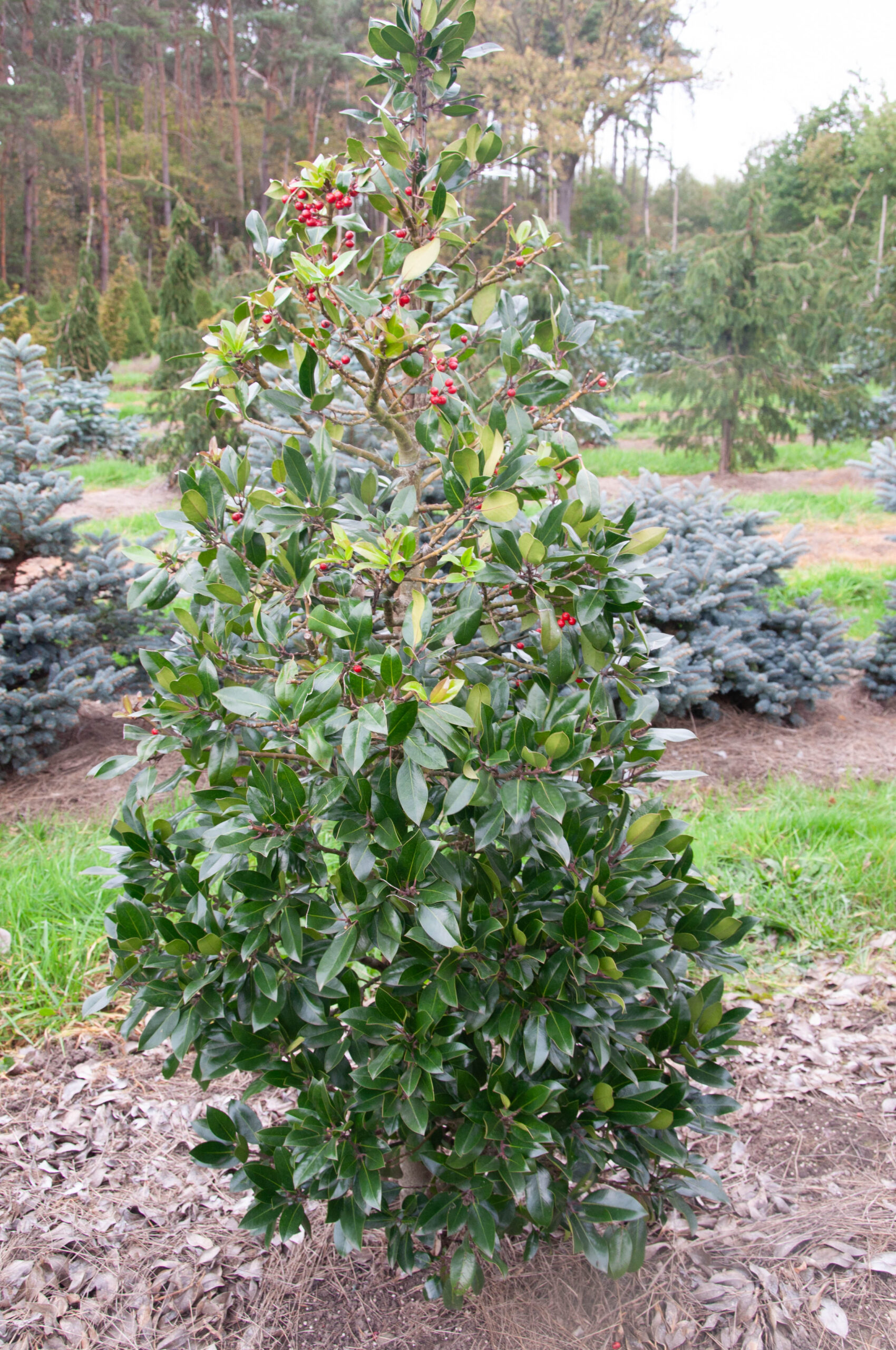 Parrotia persica - Boomkwekerij De Bruyn