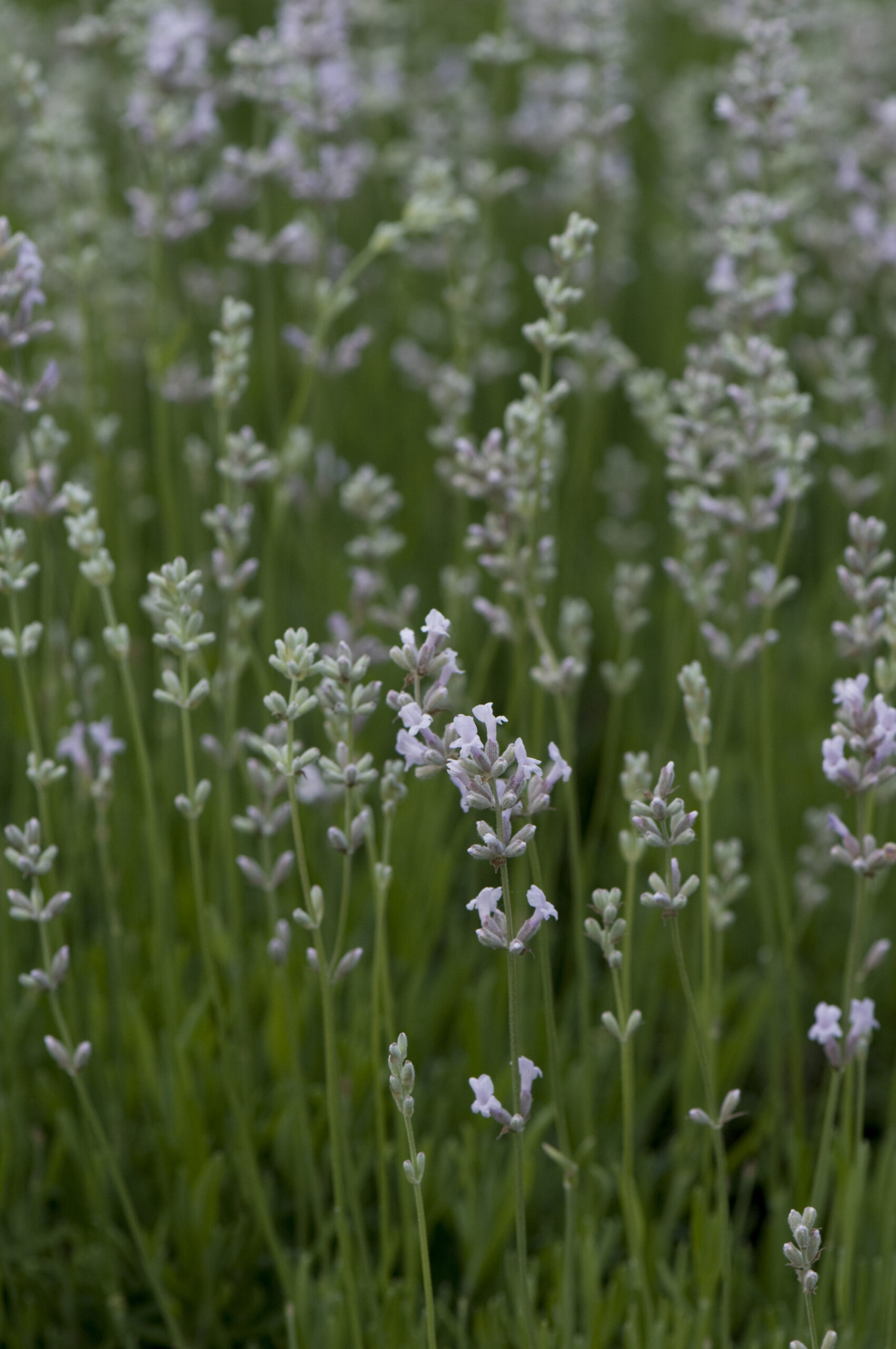 Lavandula ang. 'Alba' - Boomkwekerij De Bruyn