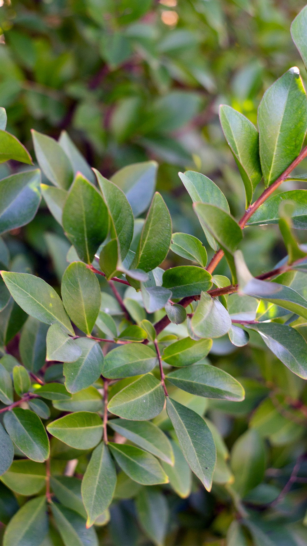 Lagerstroemia 'Lipan' - Boomkwekerij De Bruyn