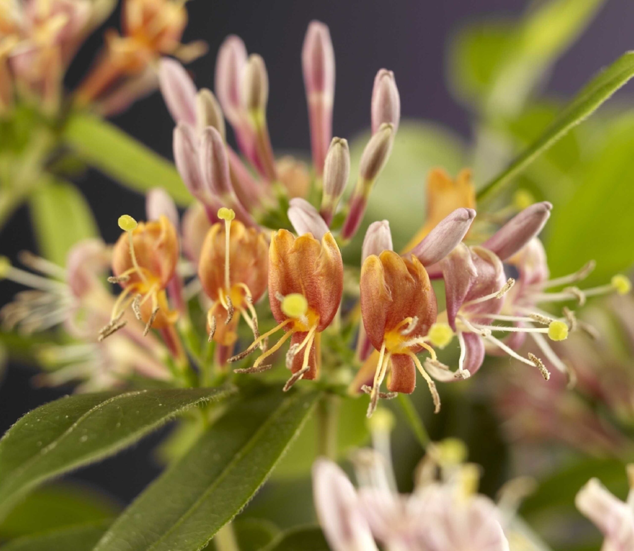 Lonicera henryi - Tree nursery De Bruyn