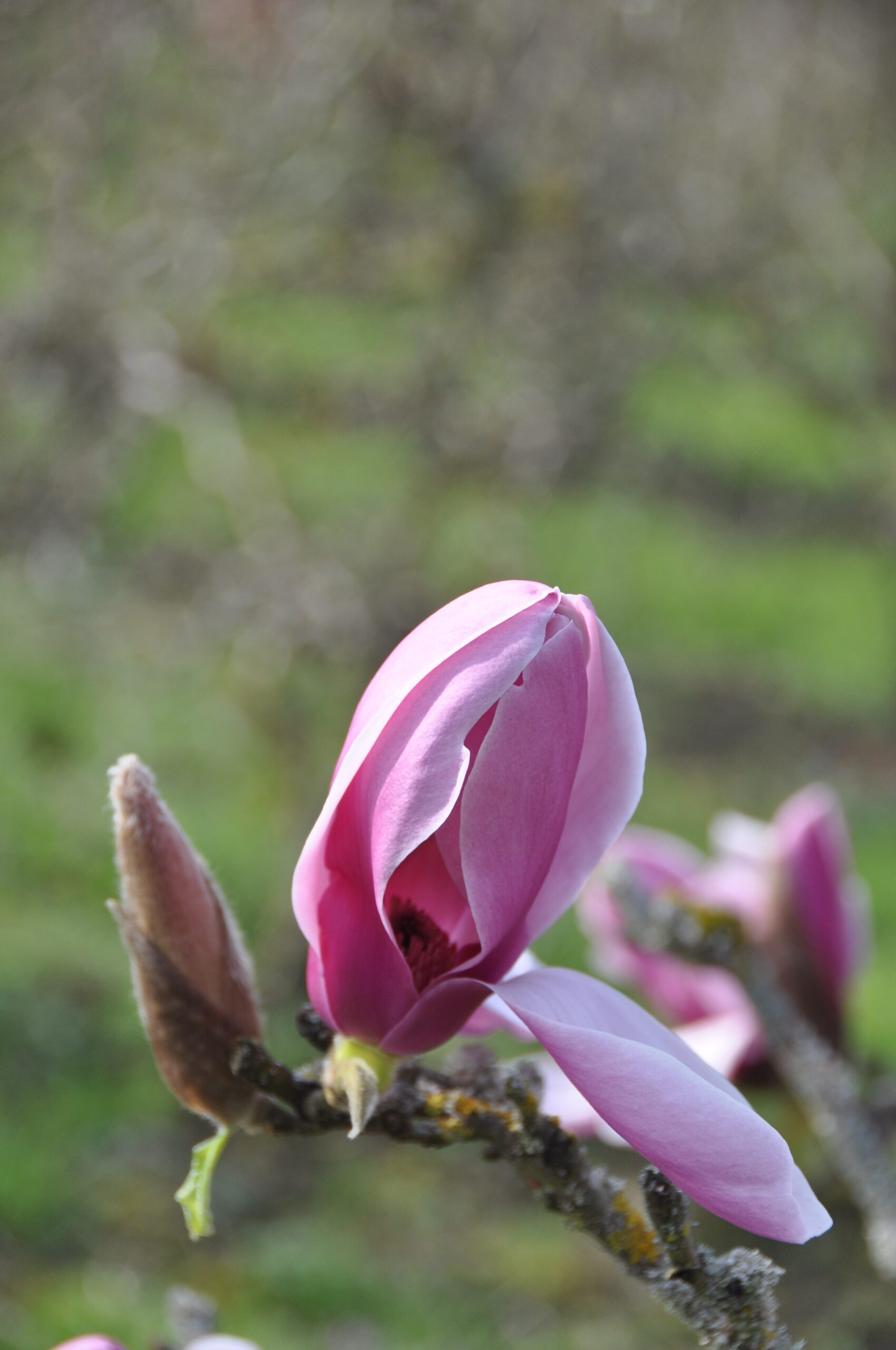 Magnolia 'Anja' - Boomkwekerij De Bruyn