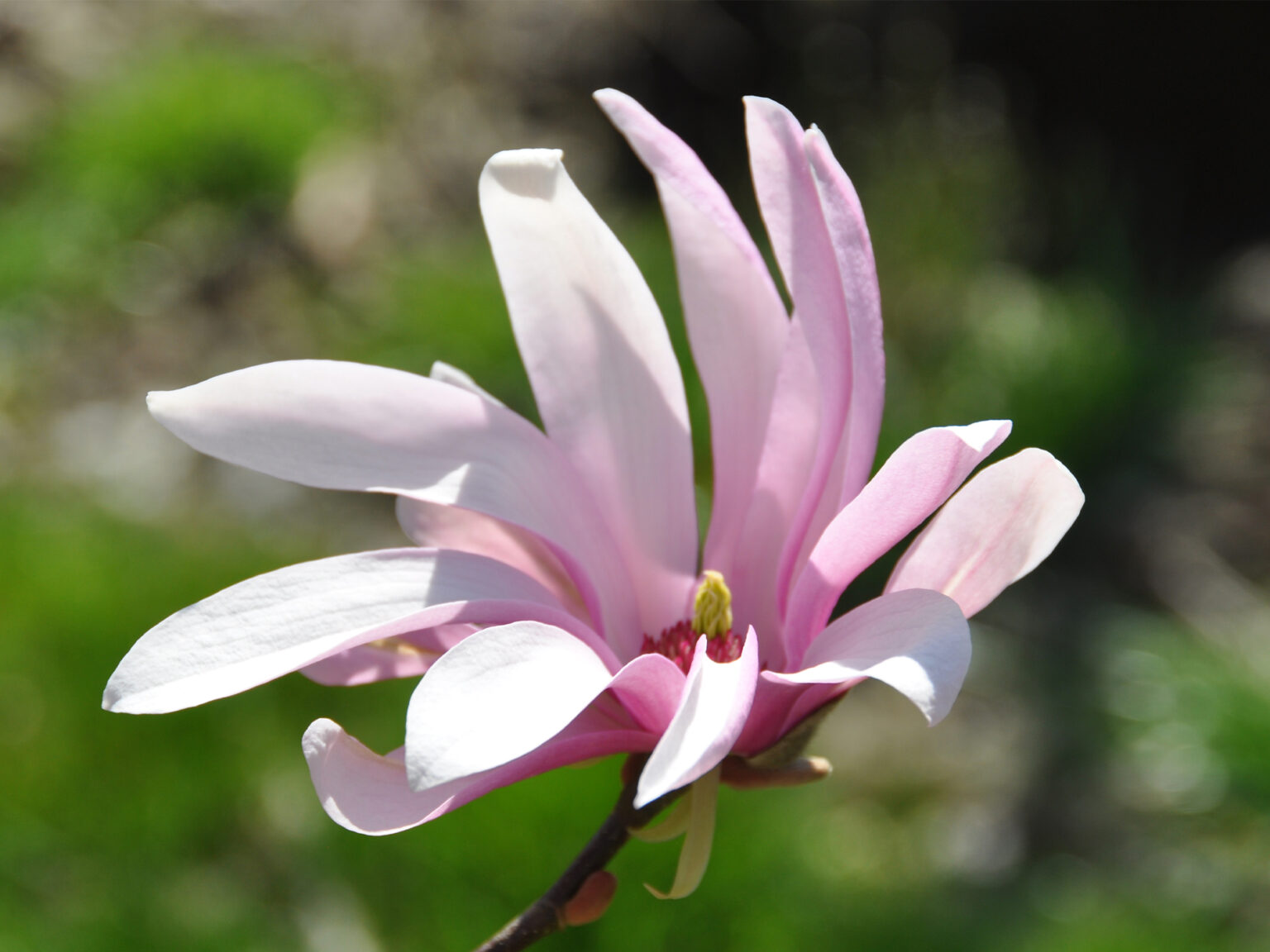 Magnolia 'Ricki' - Tree nursery De Bruyn