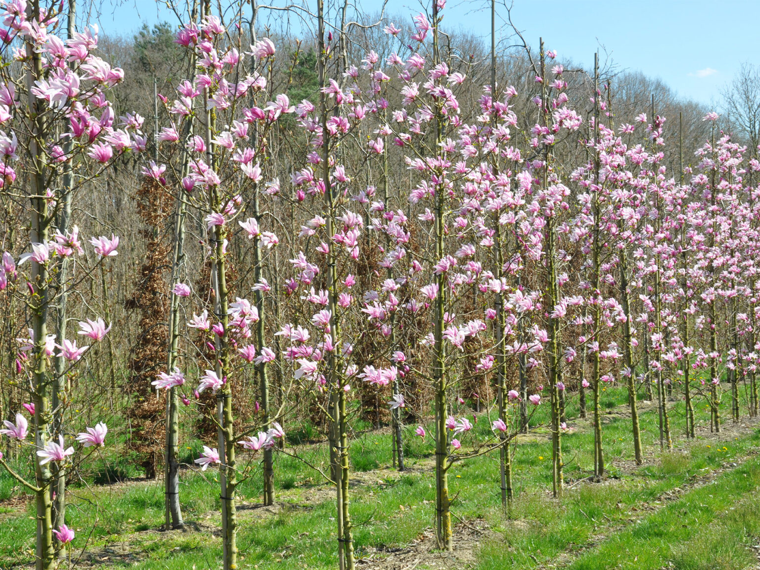 Magnolia 'Ricki' - Tree nursery De Bruyn
