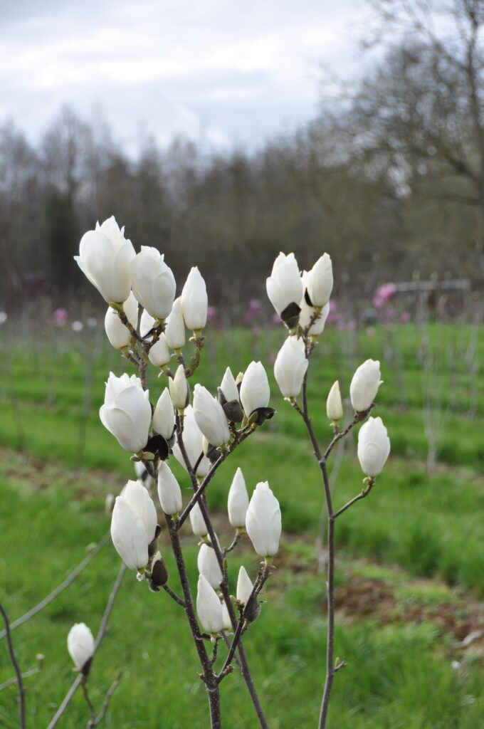 Magnolia soul. 'Lennei Alba' - Boomkwekerij De Bruyn