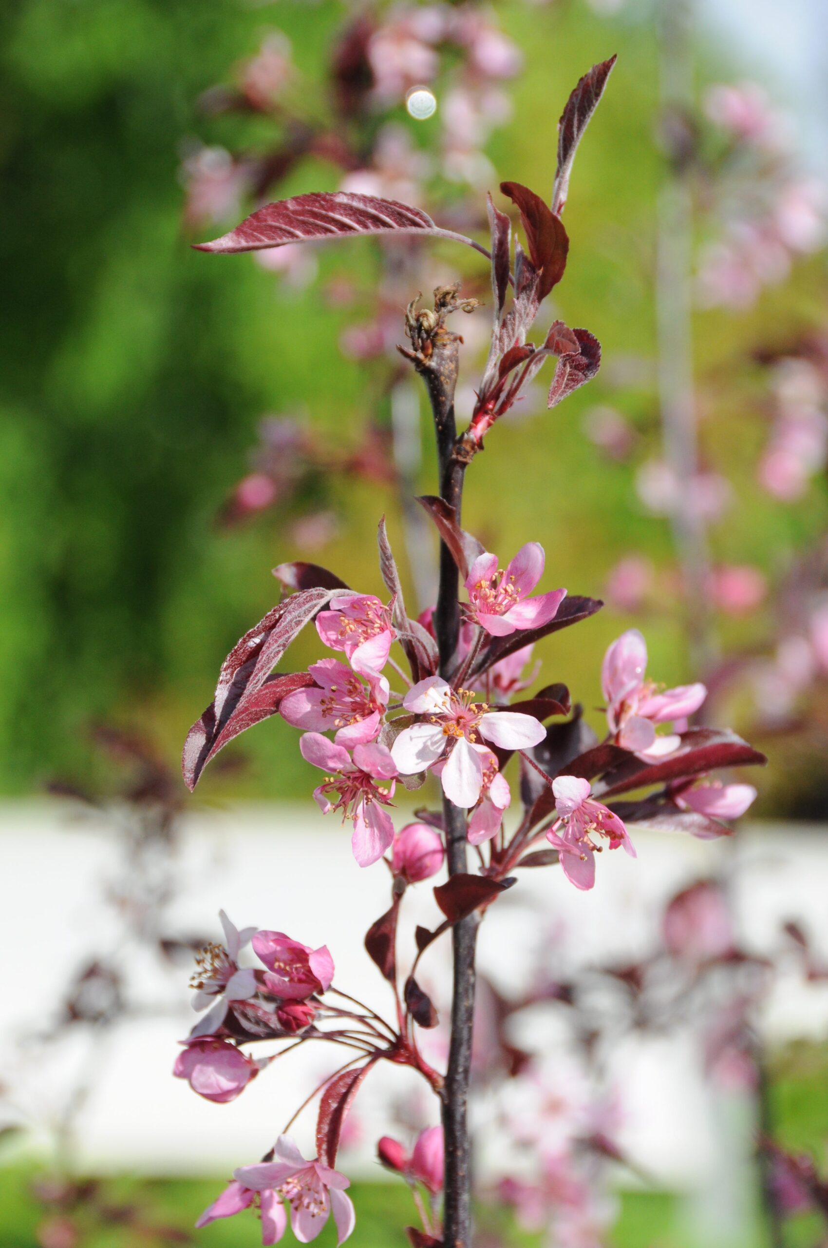 Parrotia persica - Boomkwekerij De Bruyn