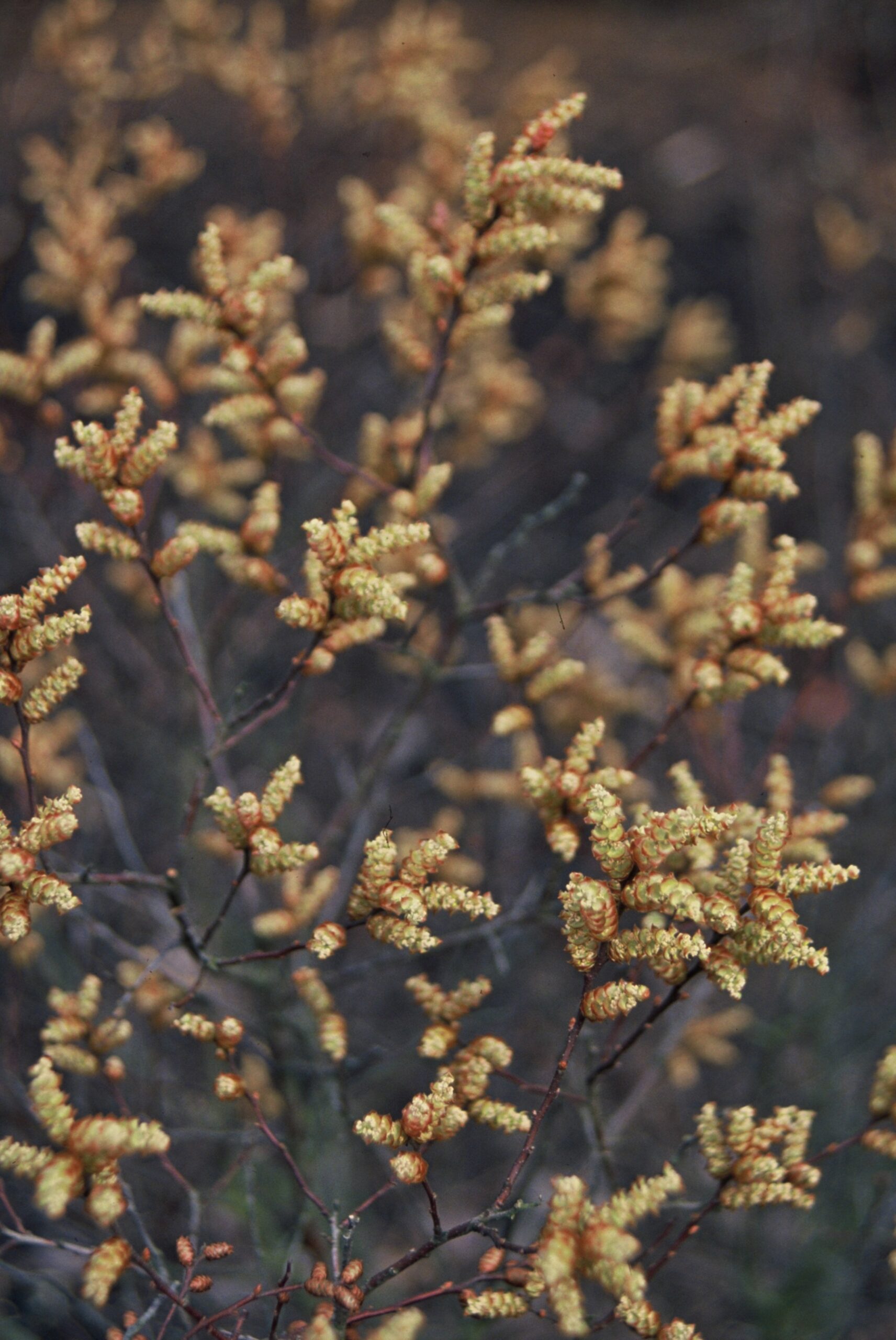 Myrica gale - Boomkwekerij De Bruyn