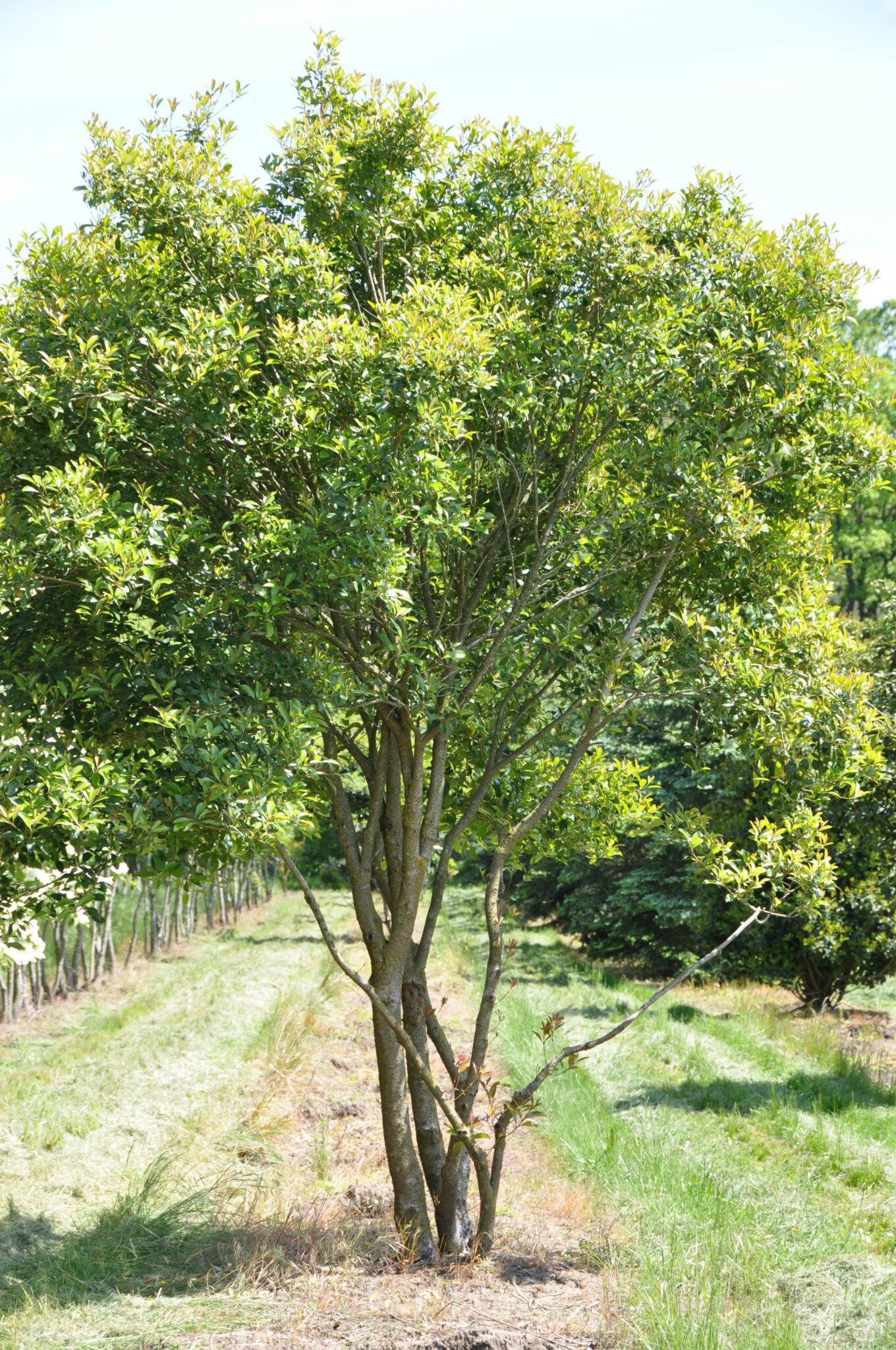 Fagus sylvatica - Boomkwekerij De Bruyn