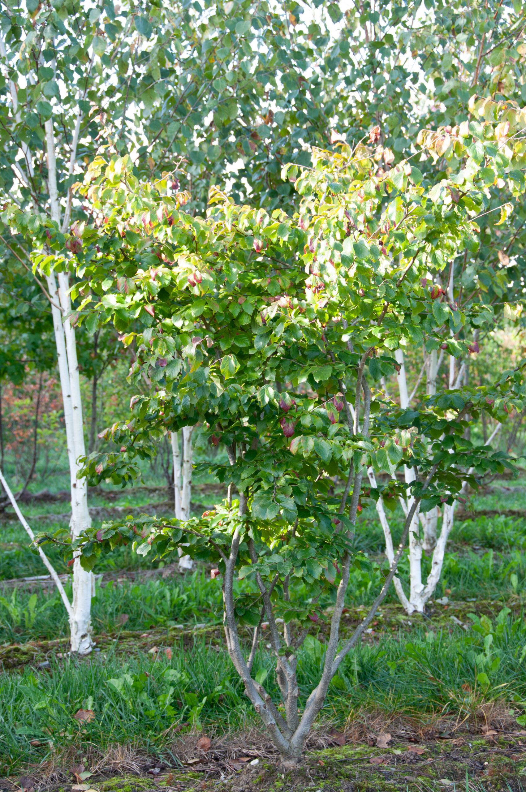 Parrotia persica 'Globosa' - Tree nursery De Bruyn