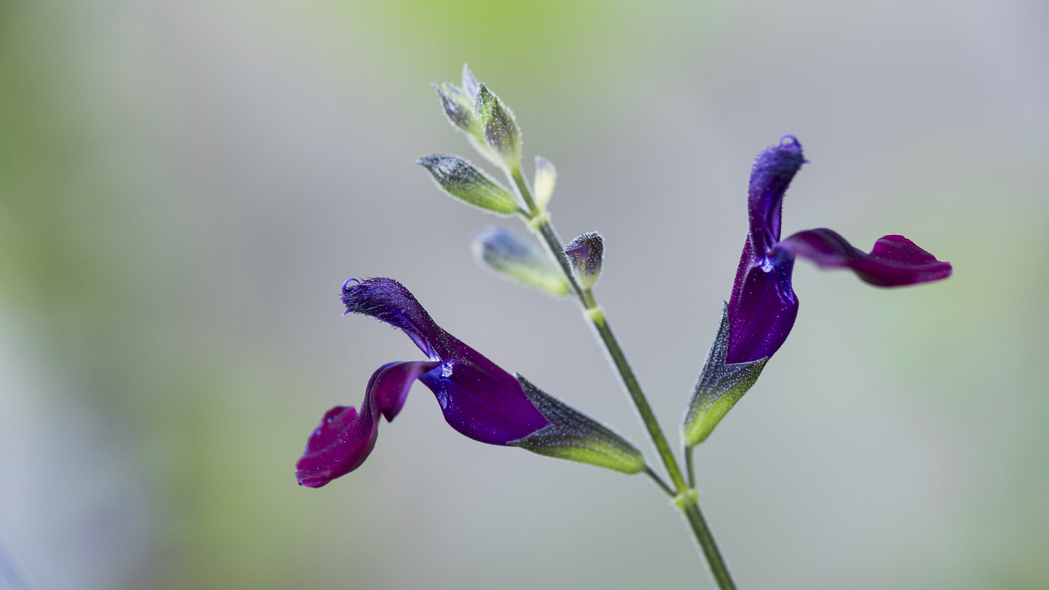Perovskia 'Blue Spire' - Tree nursery De Bruyn