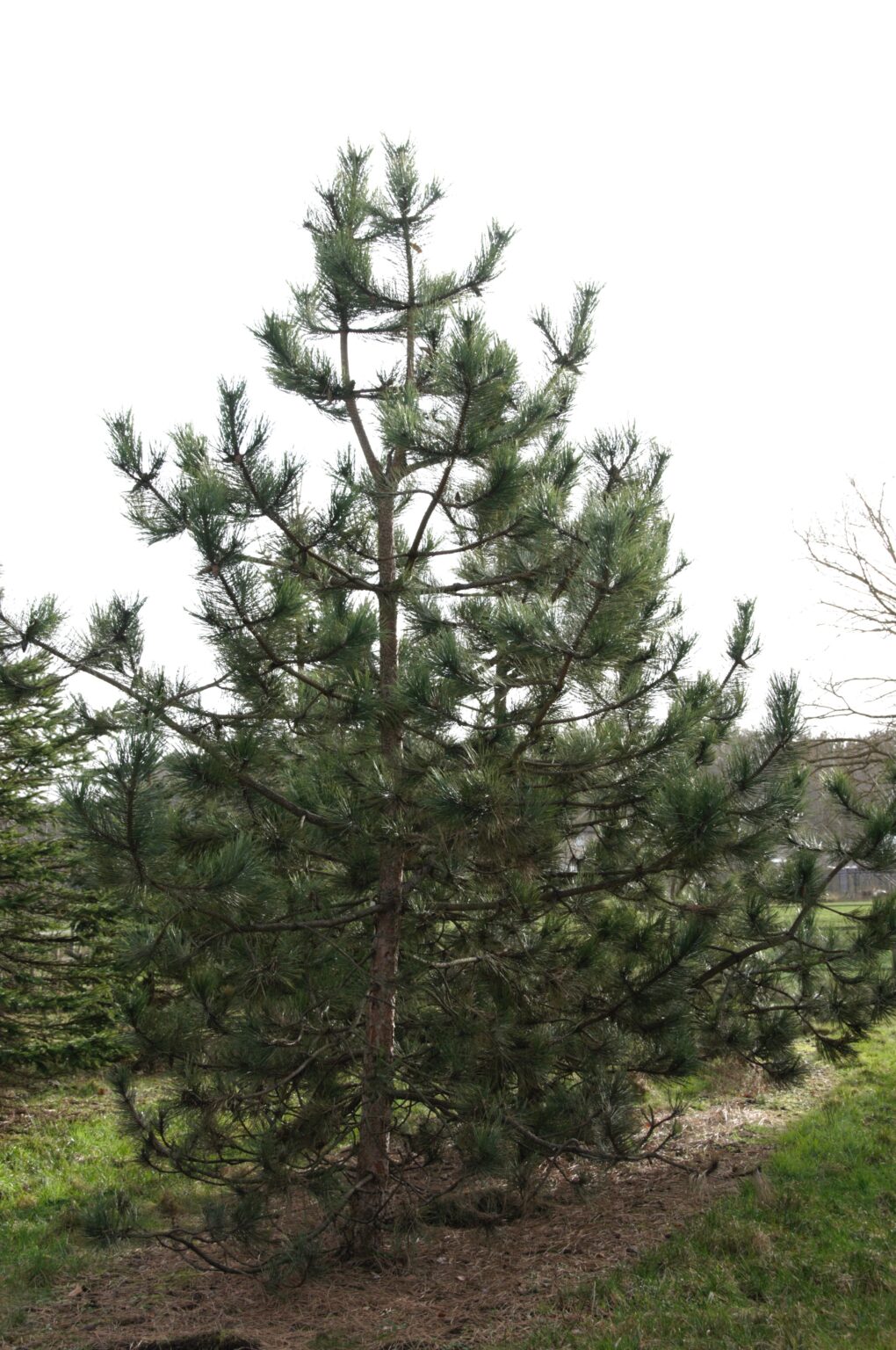 Pinus nigra 'Aurea' - Tree nursery De Bruyn