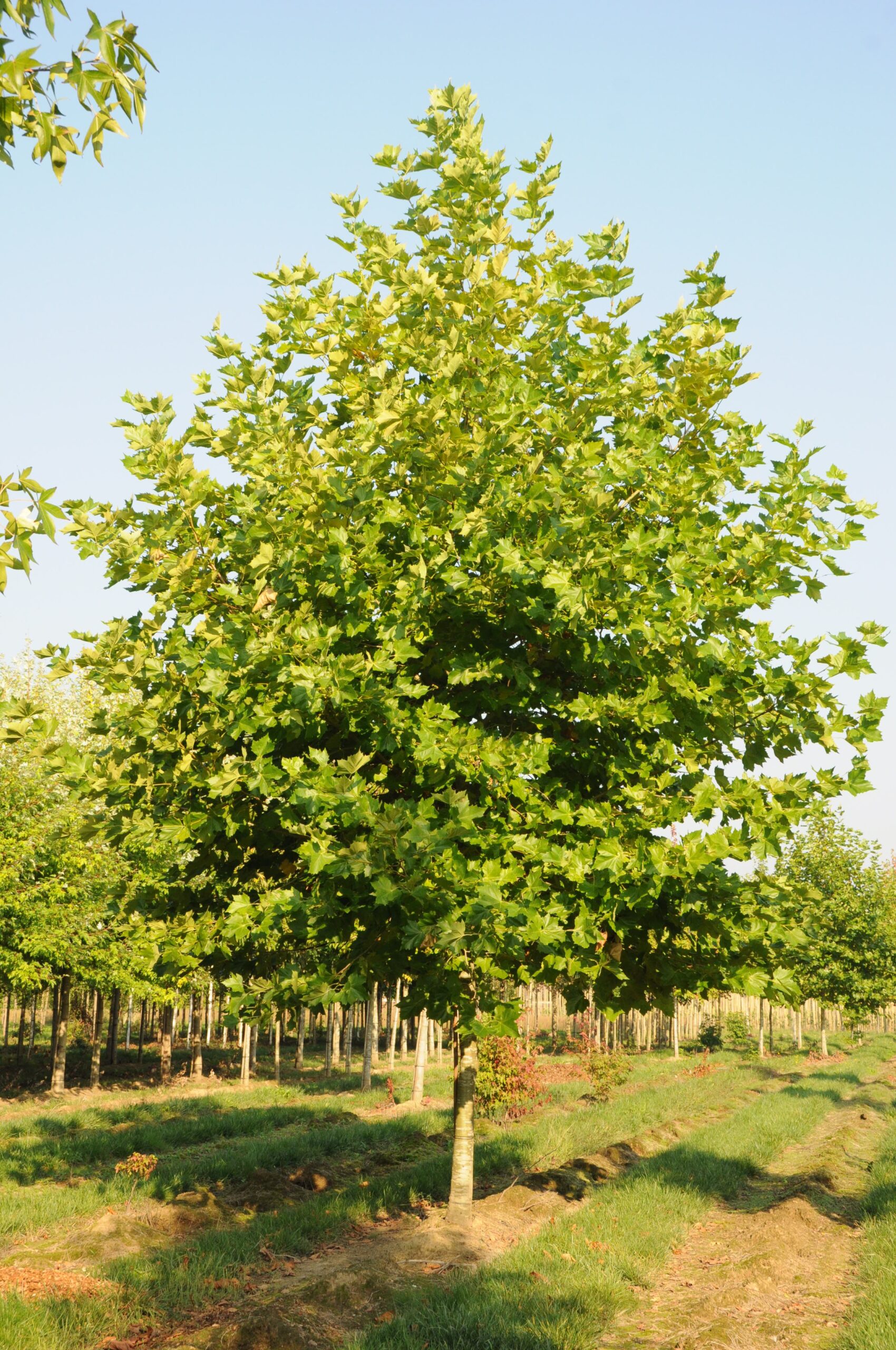 Parrotia persica - Boomkwekerij De Bruyn