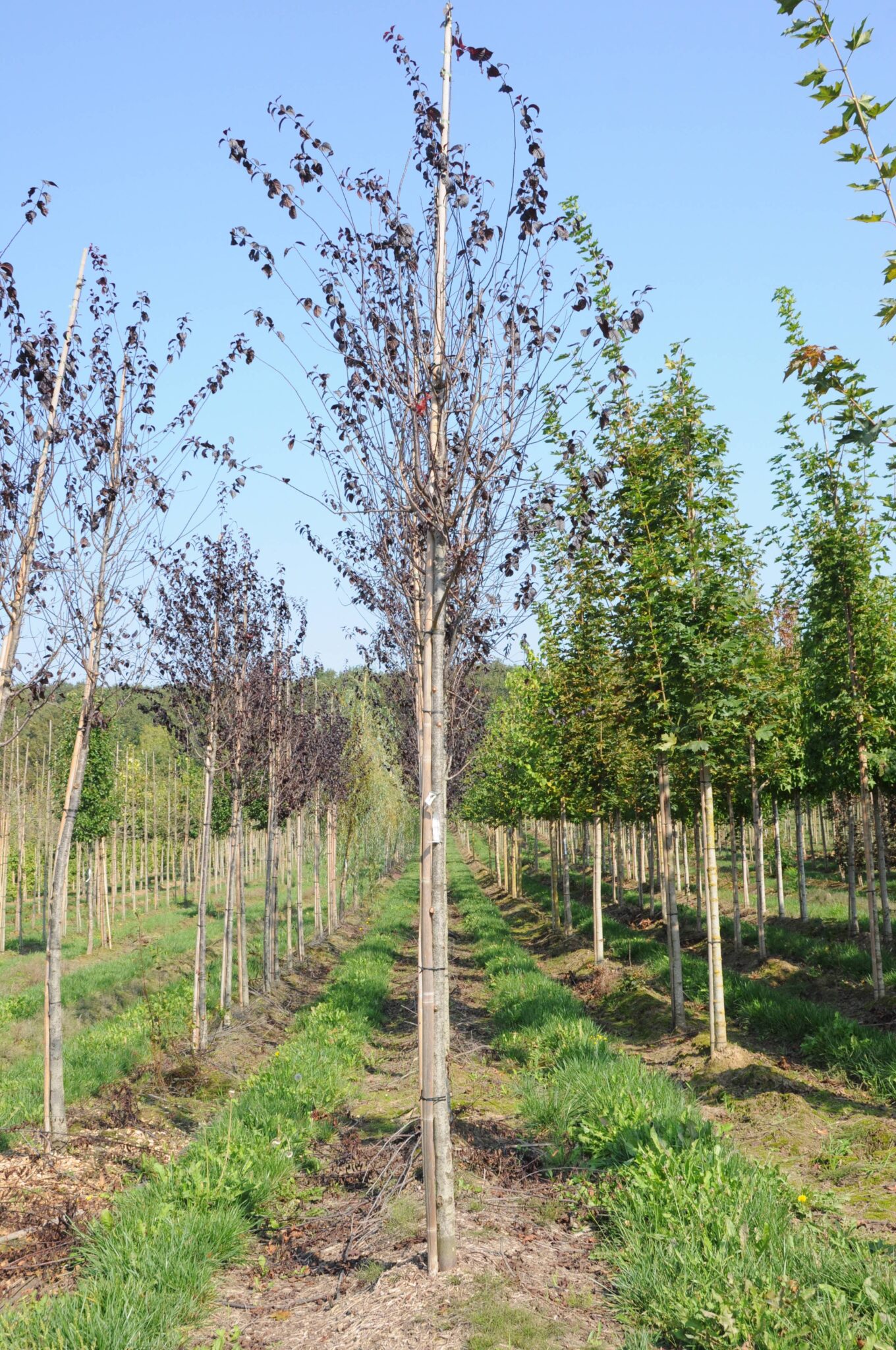 Prunus cerasifera 'Nigra' - Tree nursery De Bruyn
