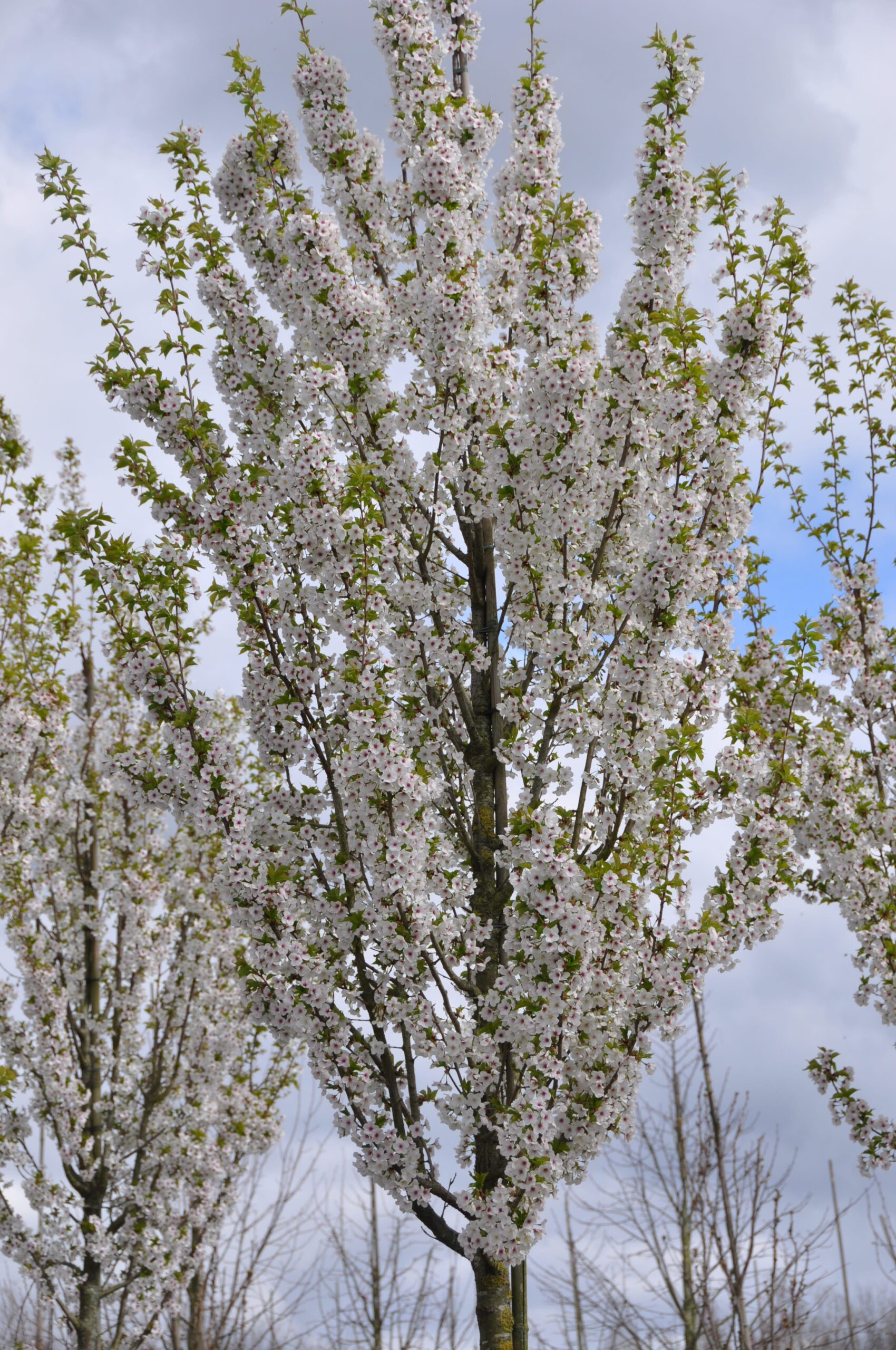 Prunus 'Snow Goose' - Boomkwekerij De Bruyn