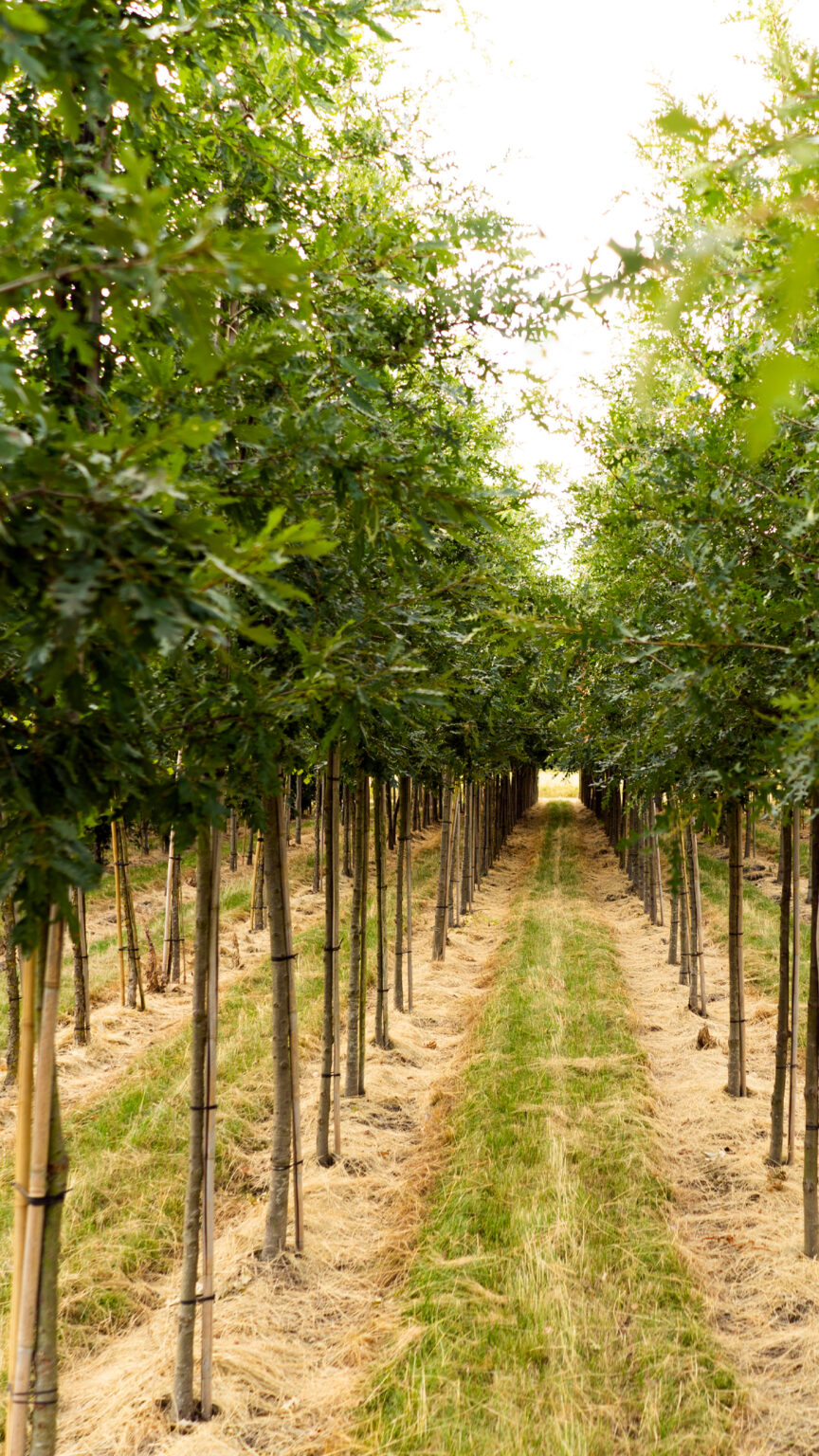Quercus cerris 'Wodan' - Tree nursery De Bruyn