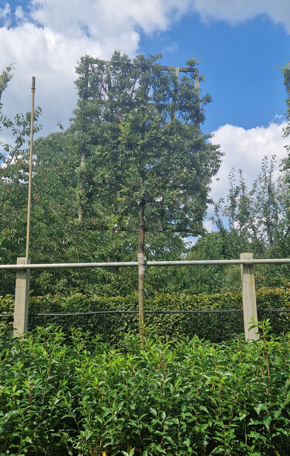 Quercus ilex - Tree nursery De Bruyn