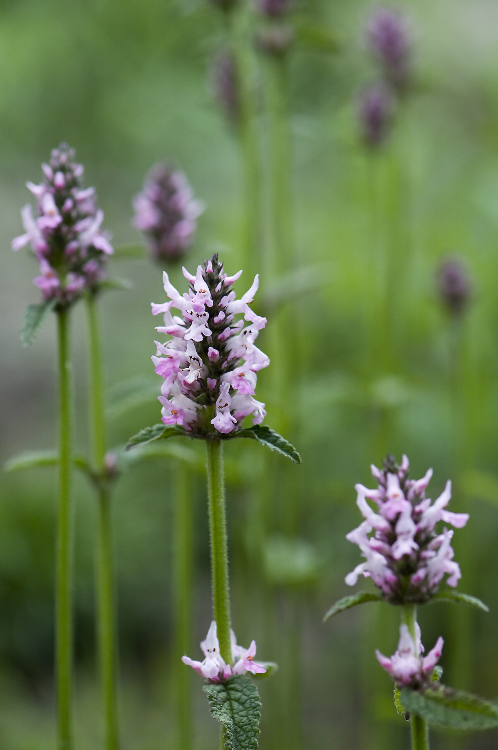 Stachys monnieri 'Rosea' - Boomkwekerij De Bruyn